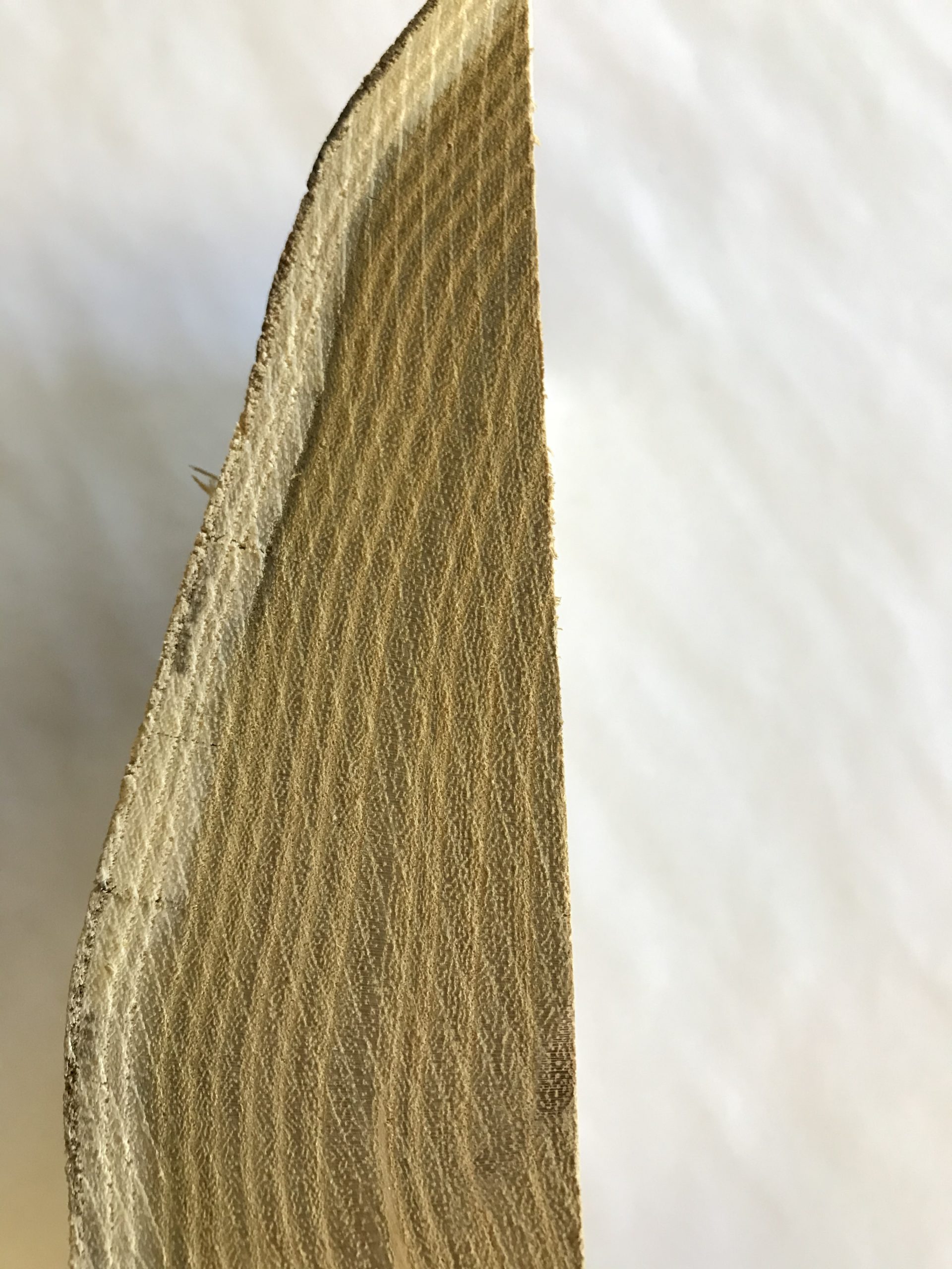 Robinie – baumkunde.at