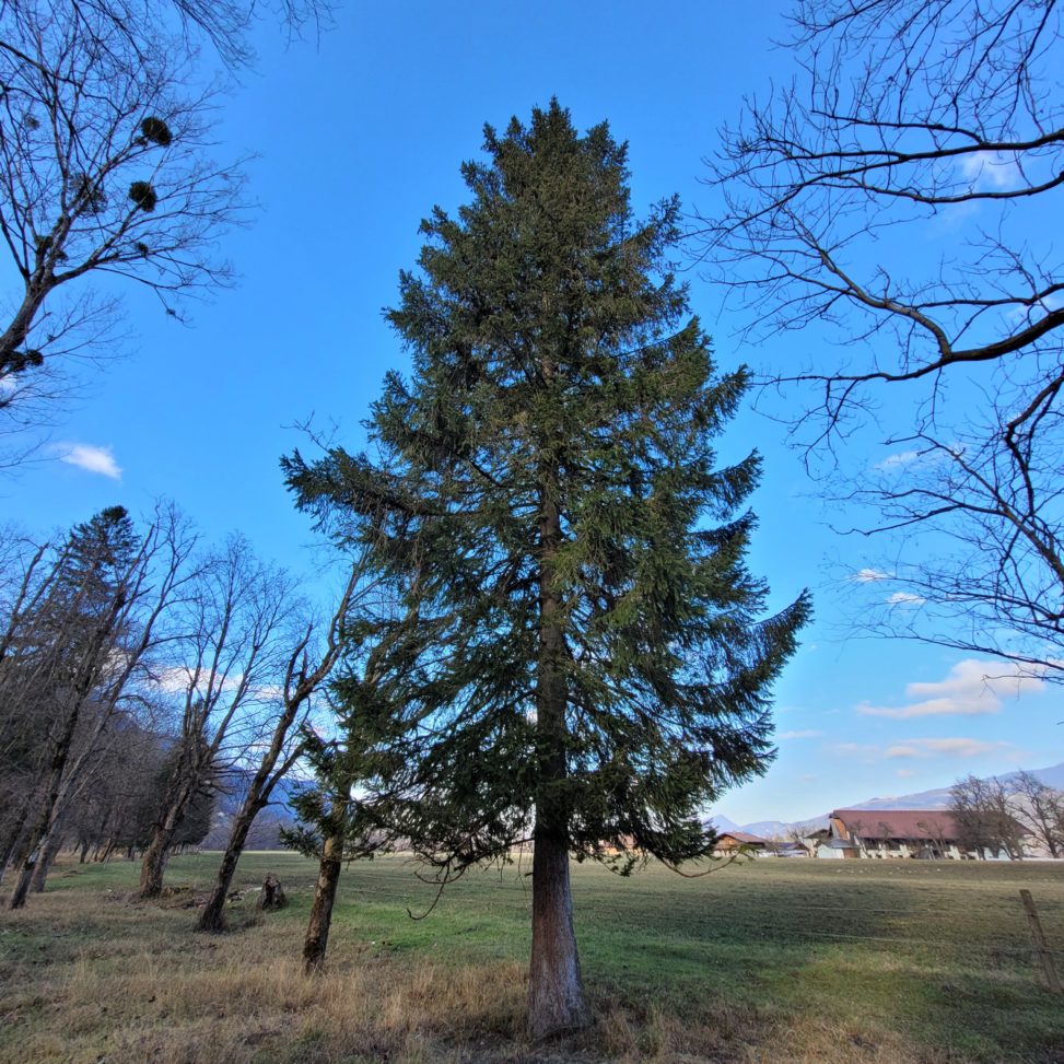 Fichte – baumkunde.at