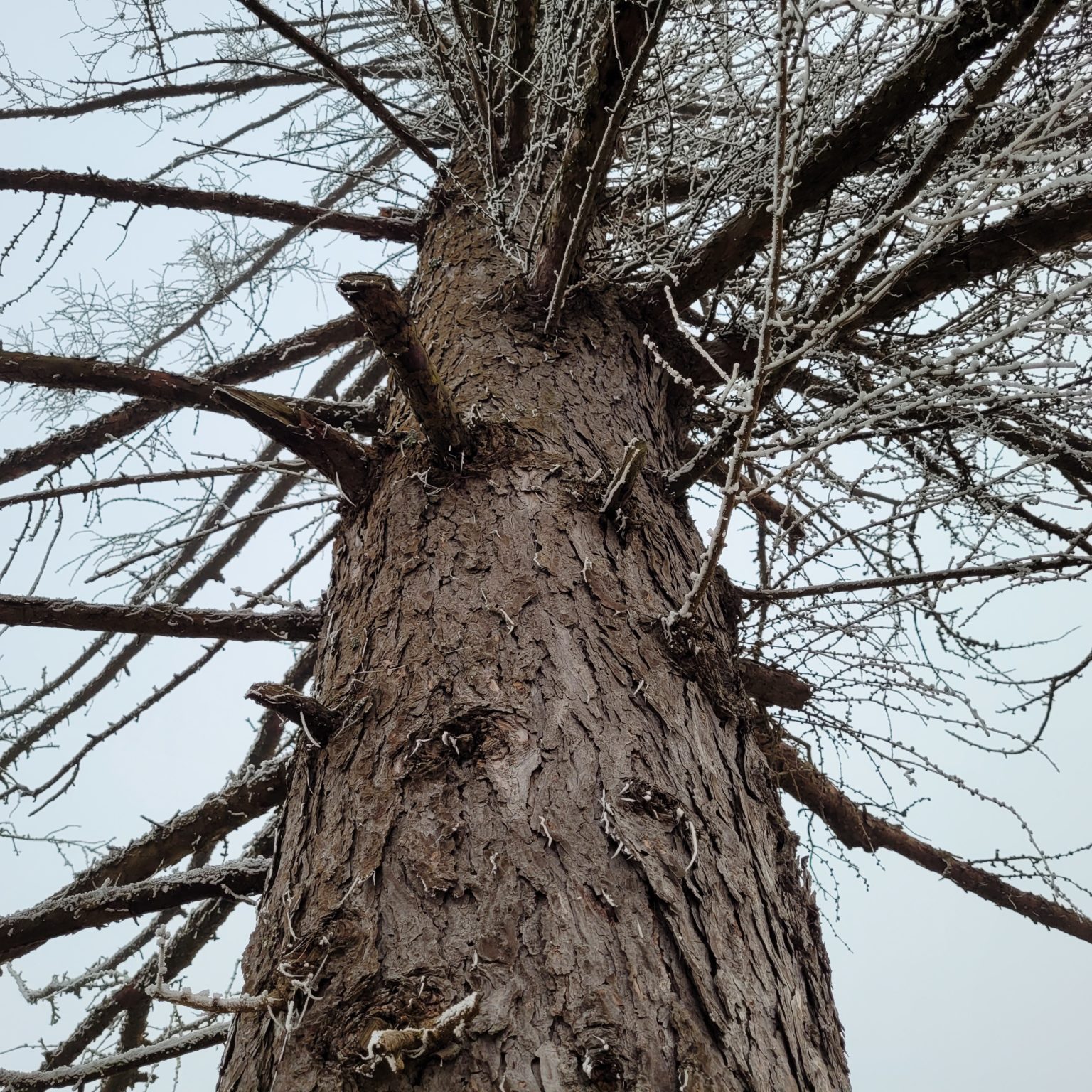 Lärche (Larix decidua) – baumkunde.at