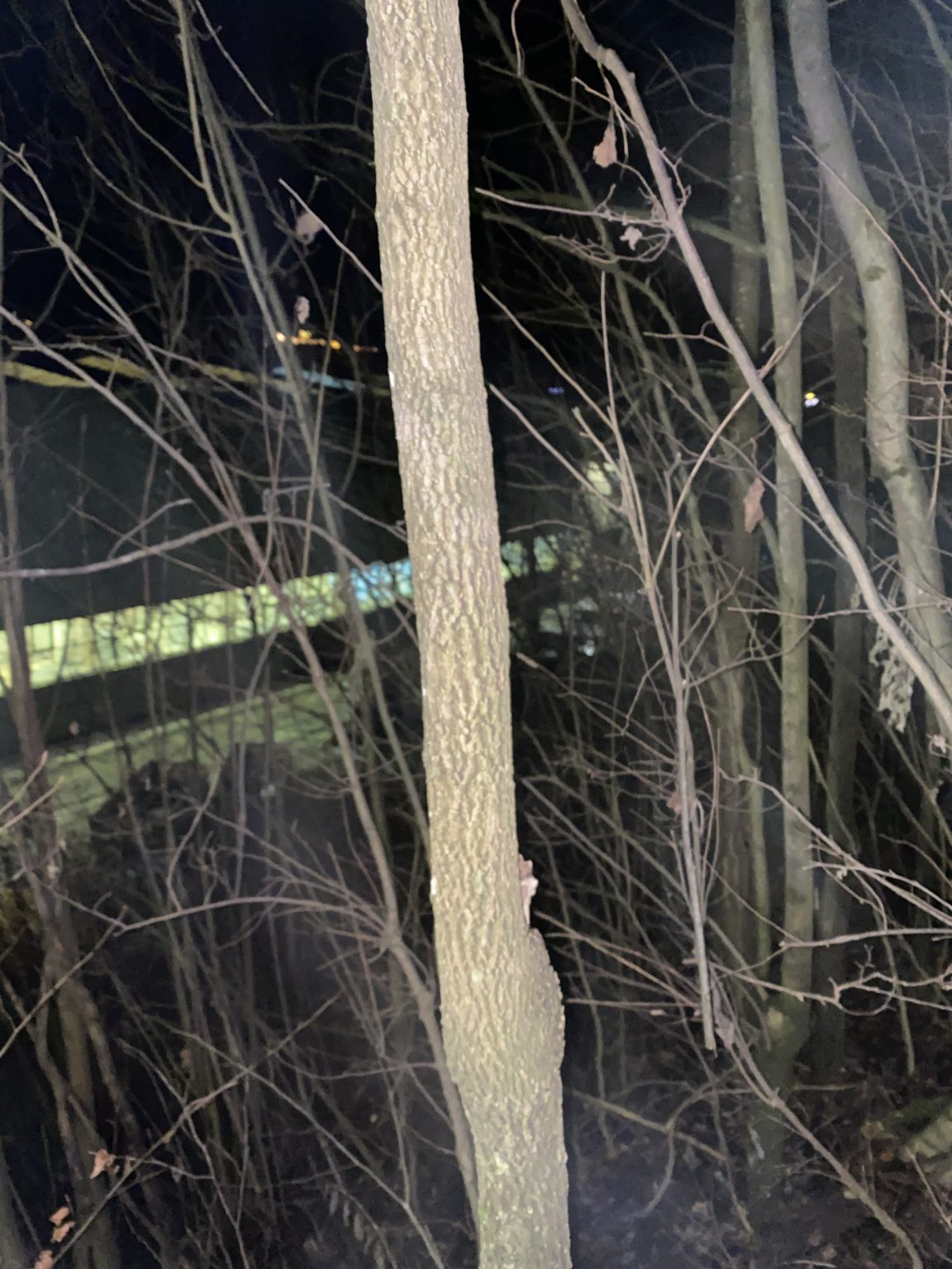 Esche – baumkunde.at