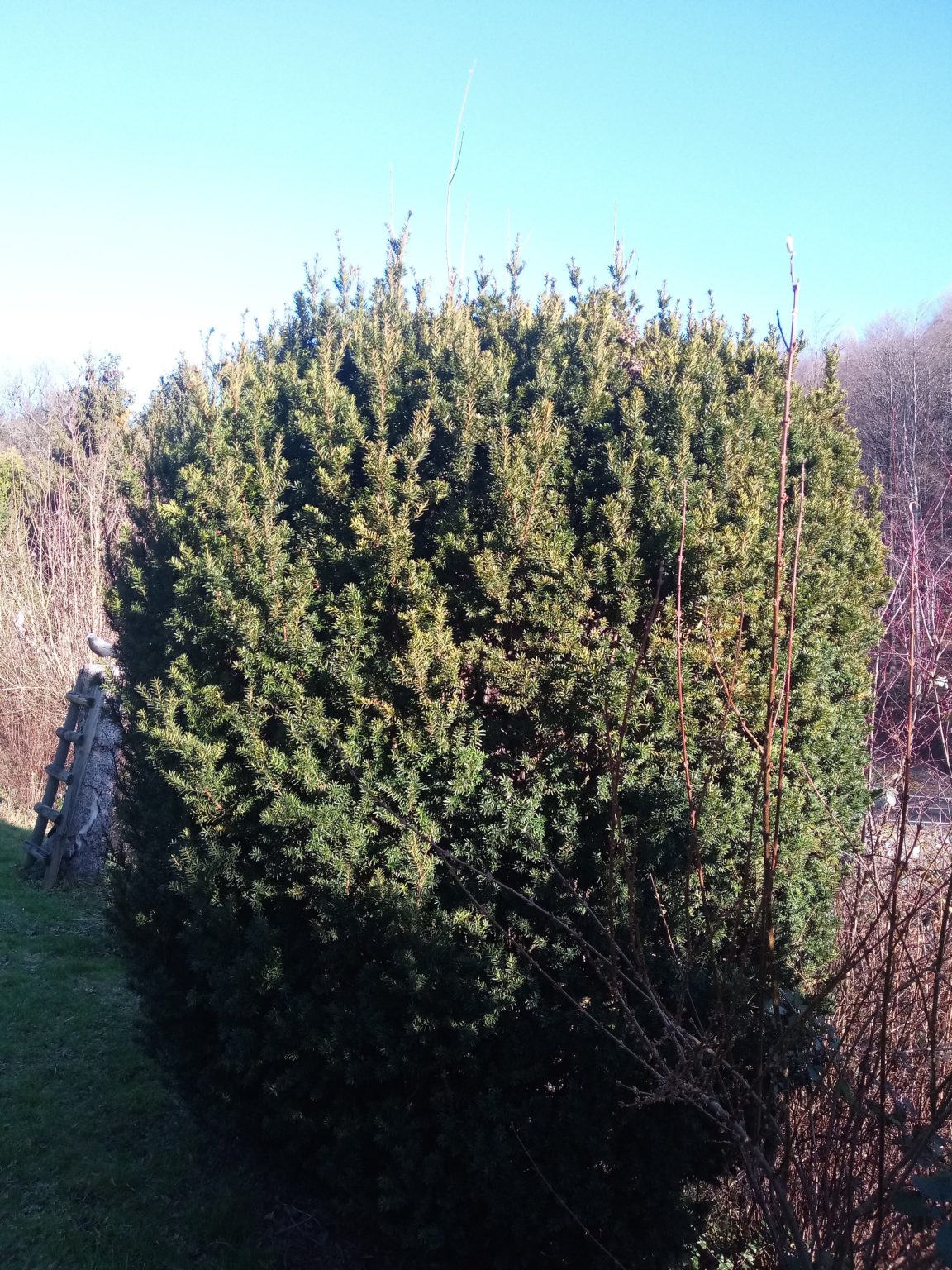 Eibe – baumkunde.at