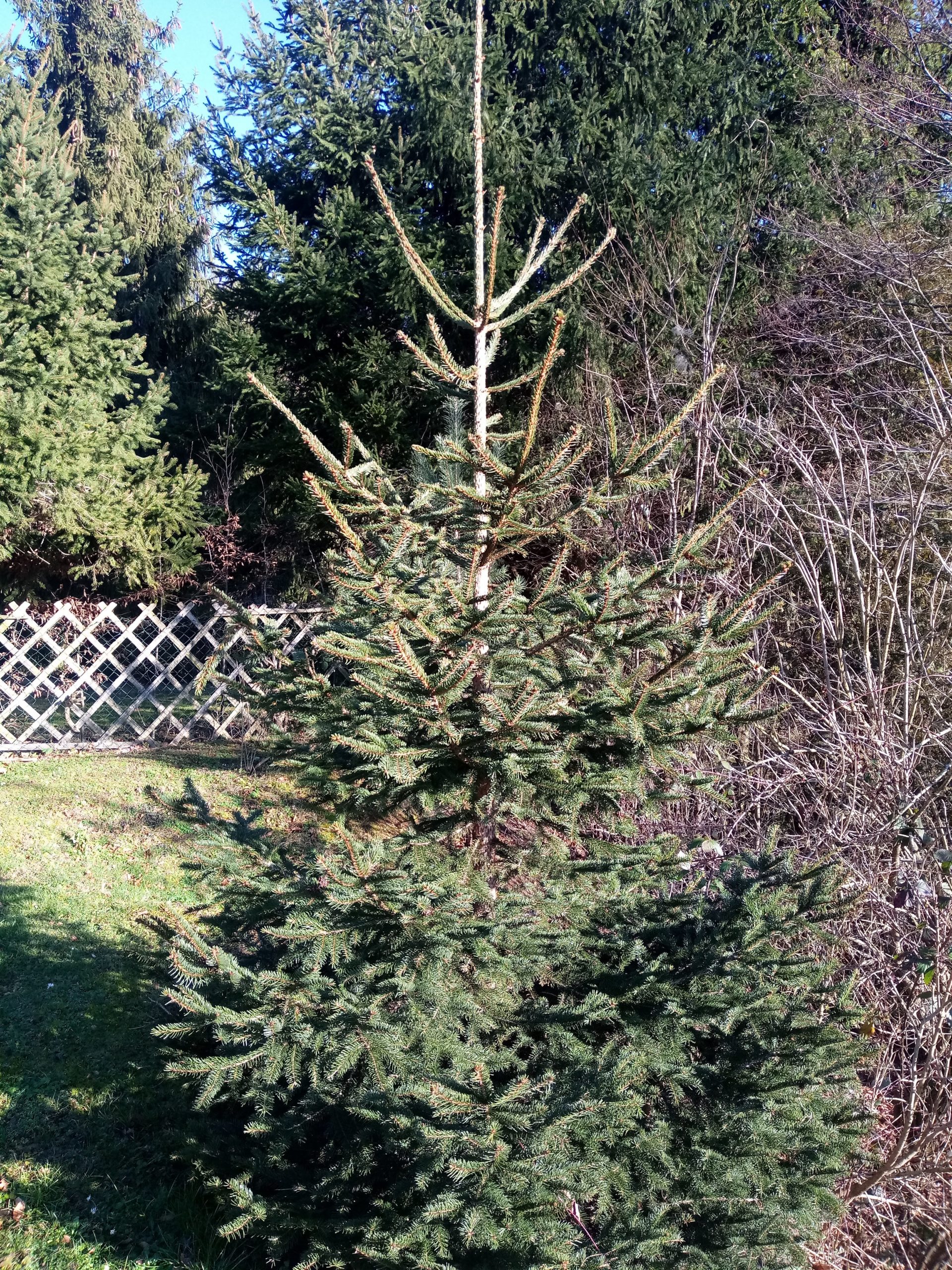 Fichte – baumkunde.at