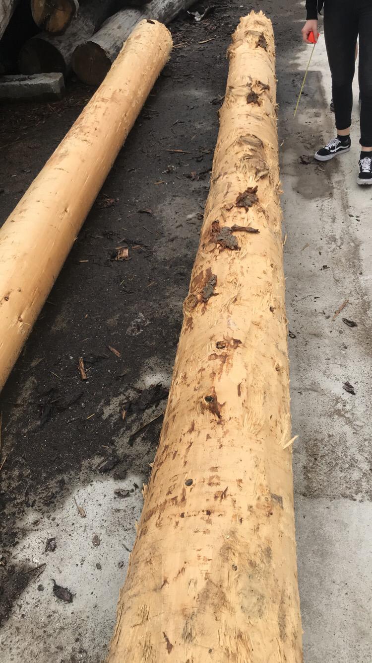 Fichte Rundholz – baumkunde.at