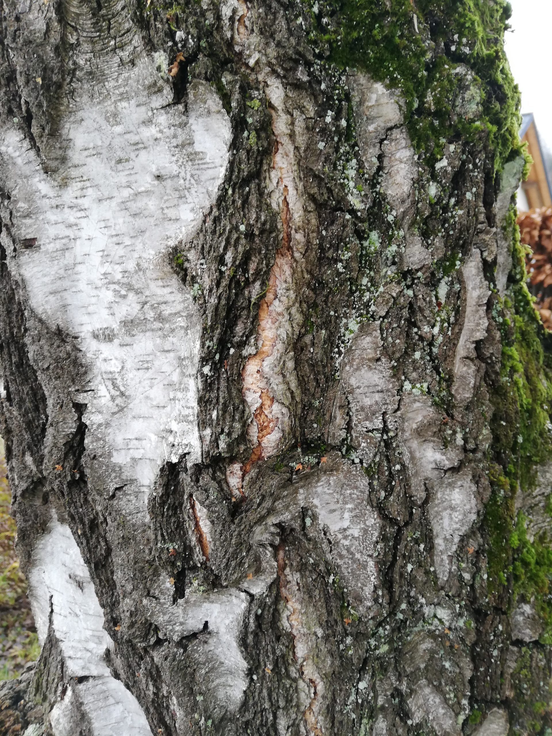 Birke – baumkunde.at