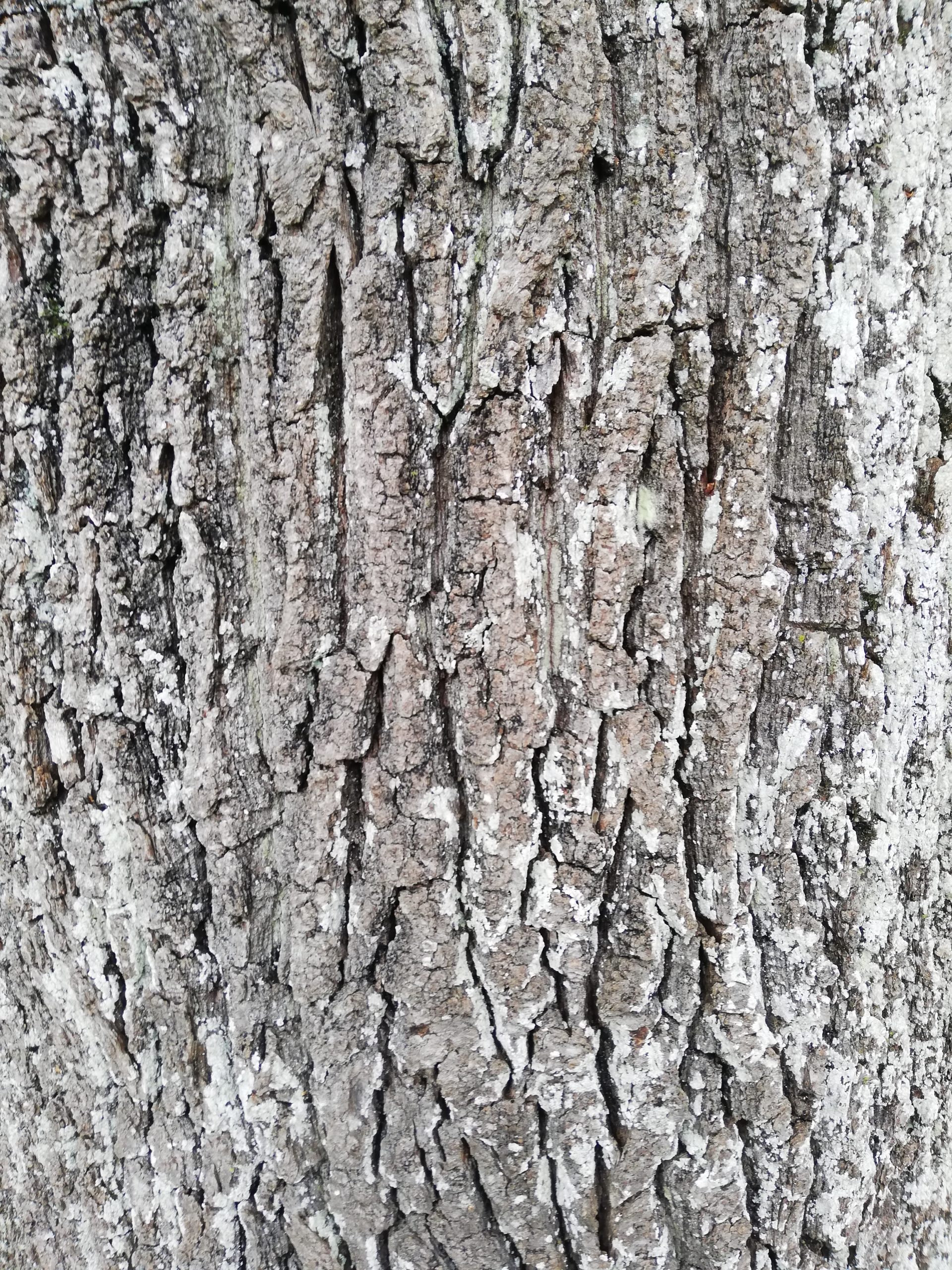 Eiche – baumkunde.at