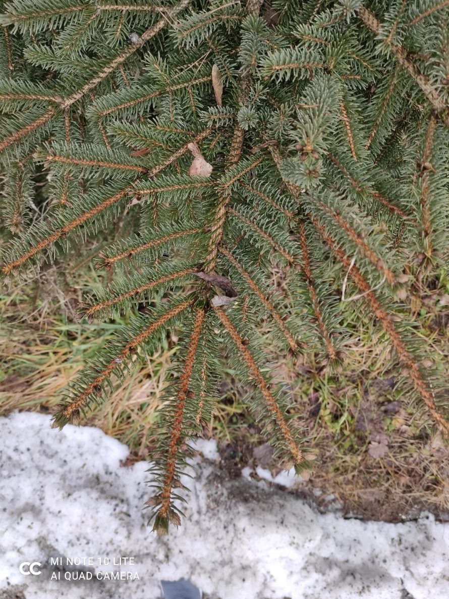 Tanne/ abies – baumkunde.at
