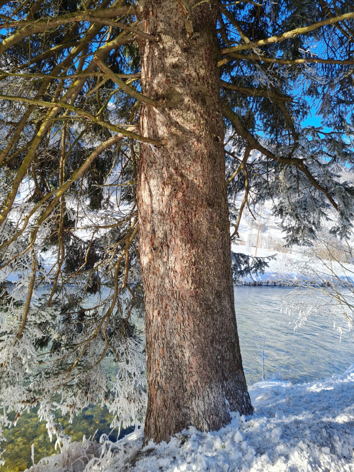 Fichte – baumkunde.at