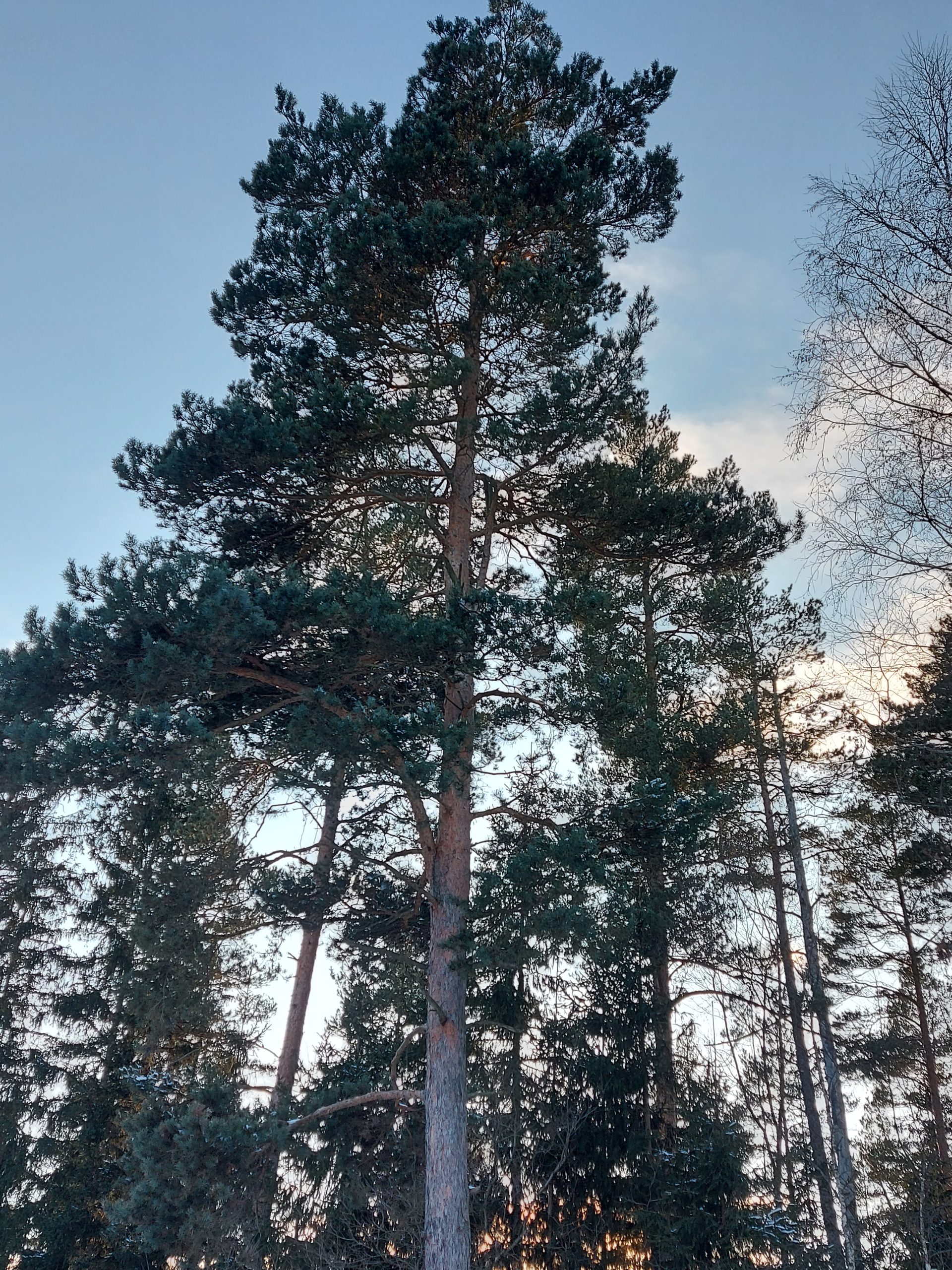 Waldkiefer (Pinus sylvestris) – baumkunde.at