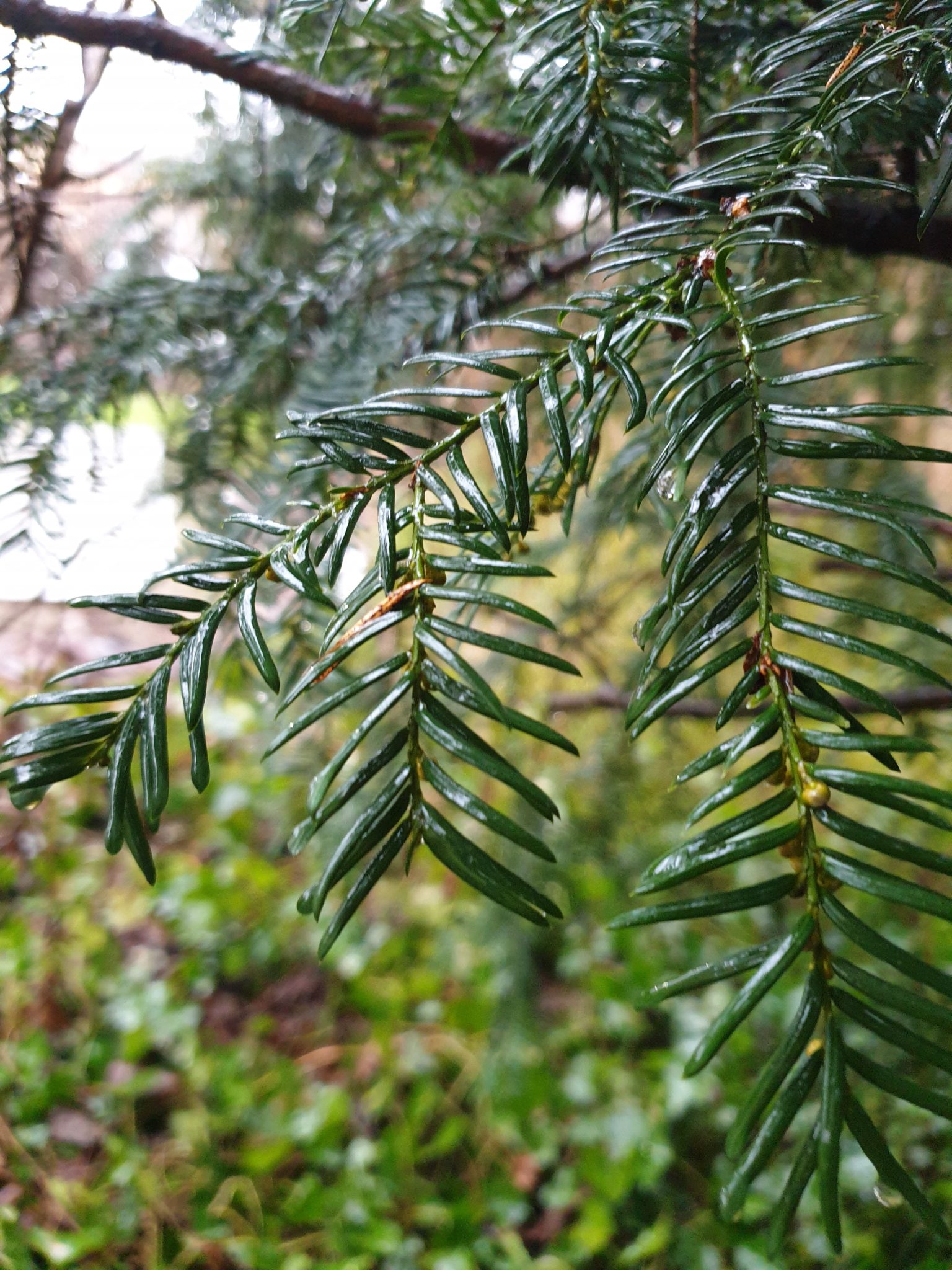 Eibe( Taxus baccata) – baumkunde.at