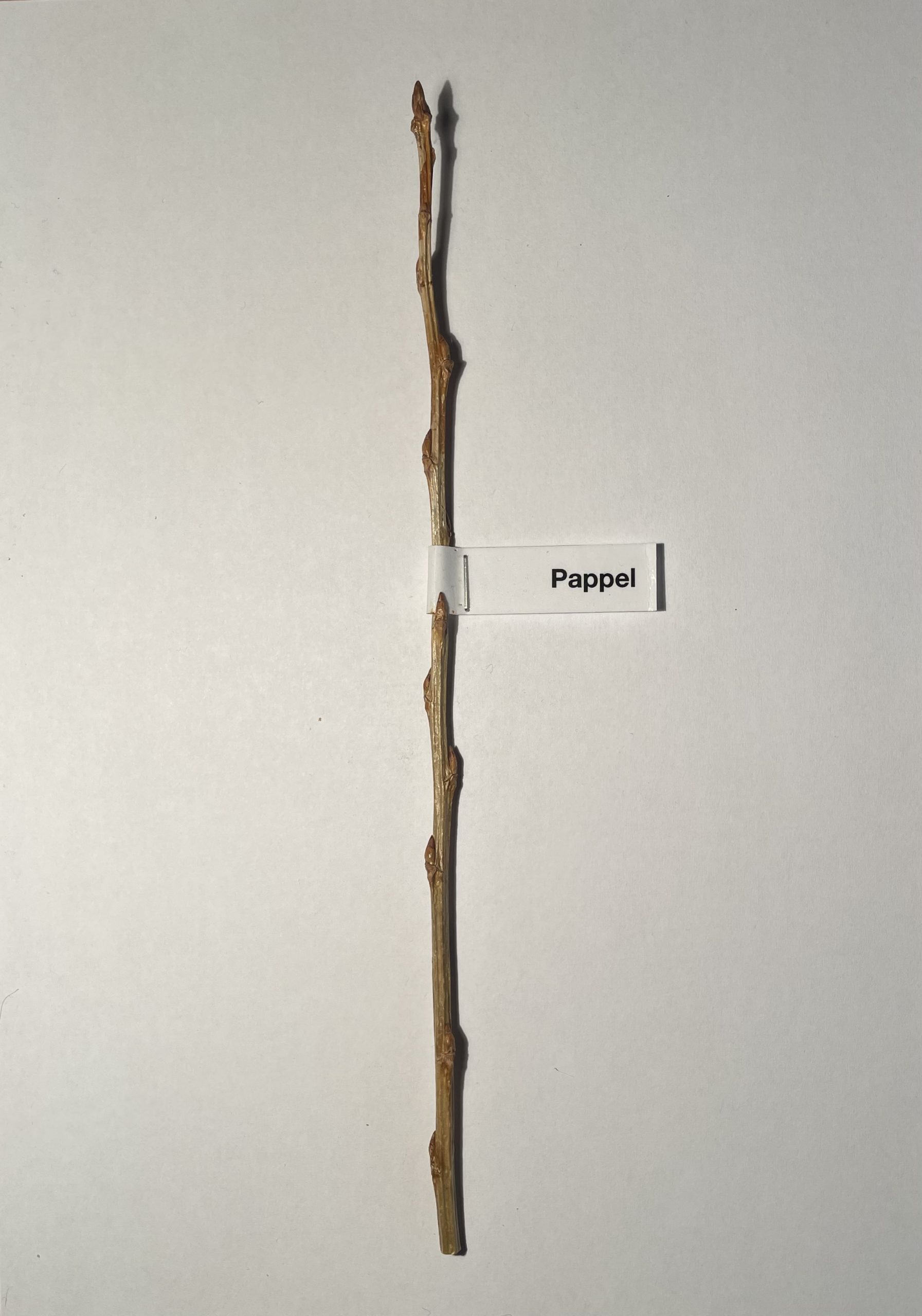 Pappel (Populus nigra) – baumkunde.at