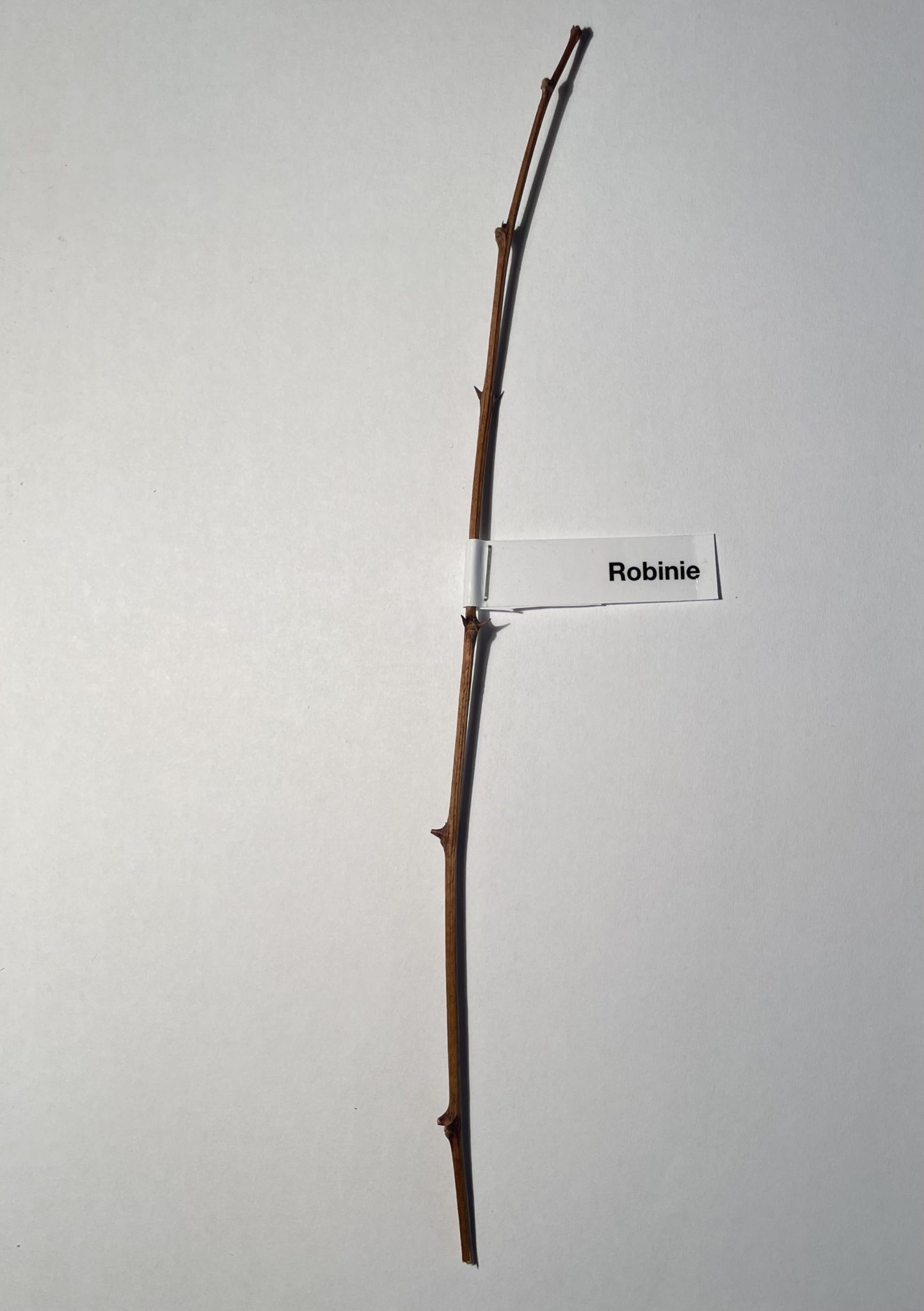 Robinie (Robinia pseudoacacia) – baumkunde.at