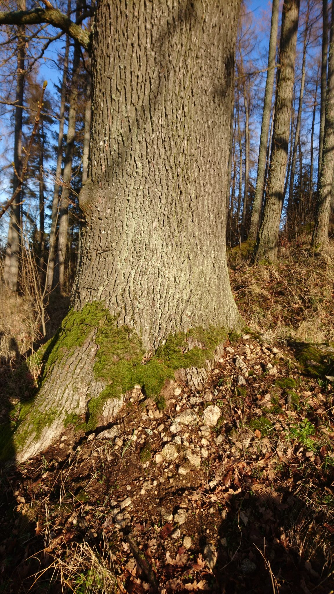 Stieleiche (Quercus robur) – baumkunde.at