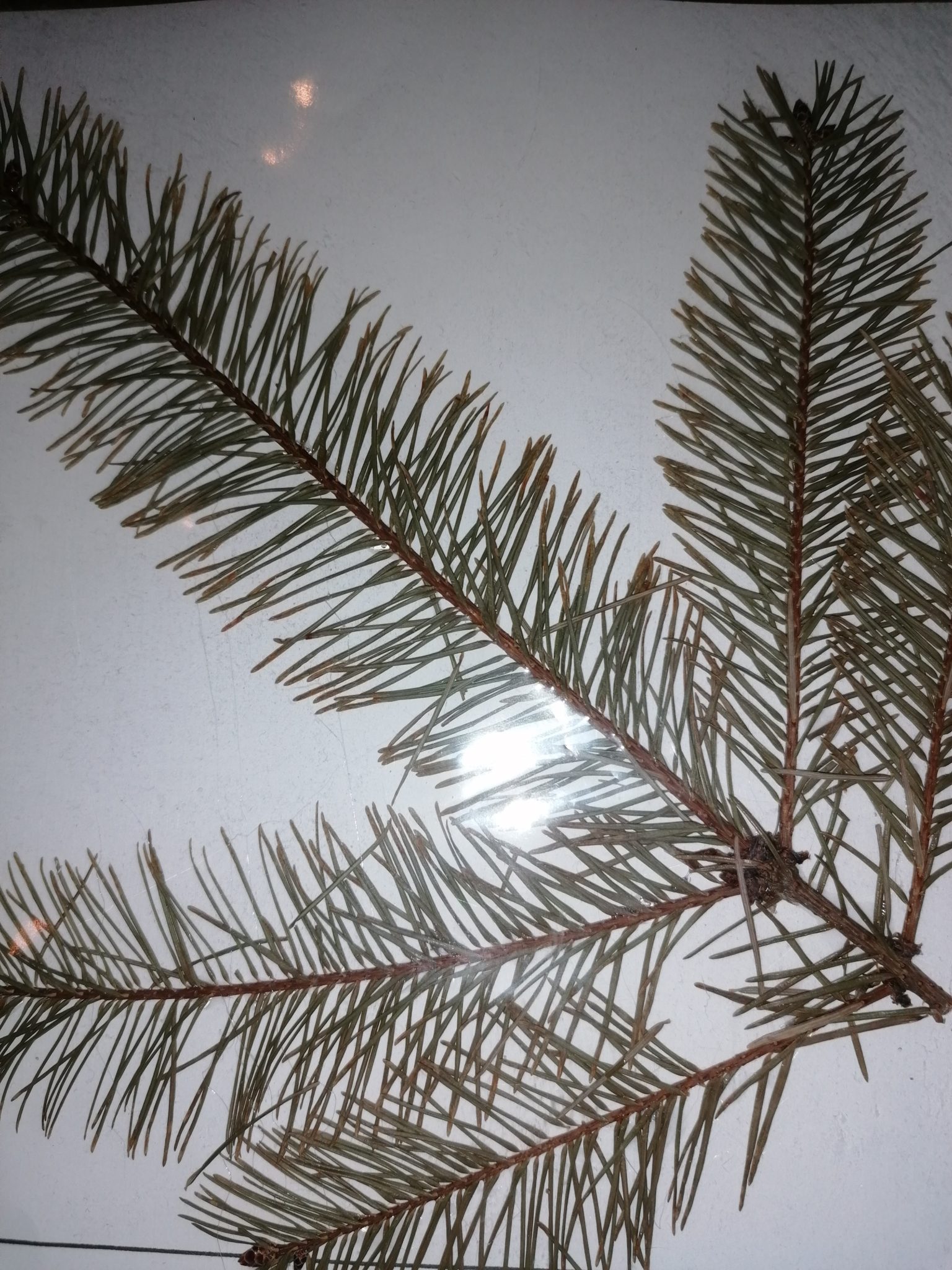 Douglasien Zweig – baumkunde.at