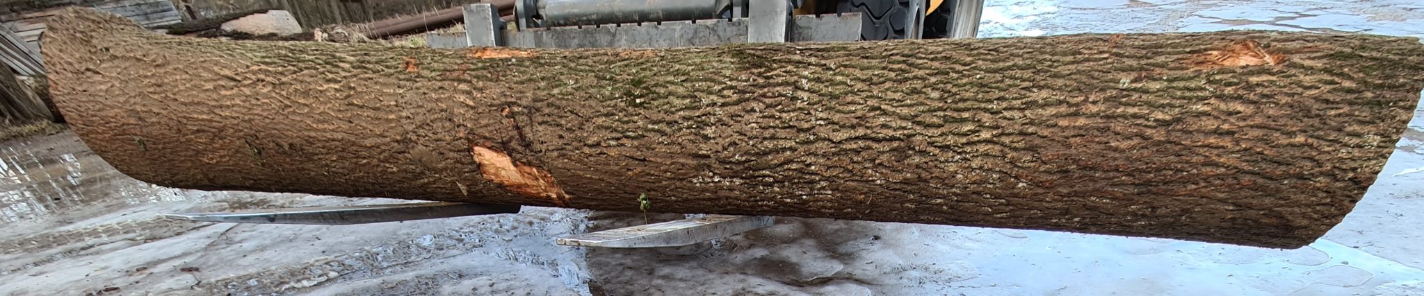 Esche – baumkunde.at