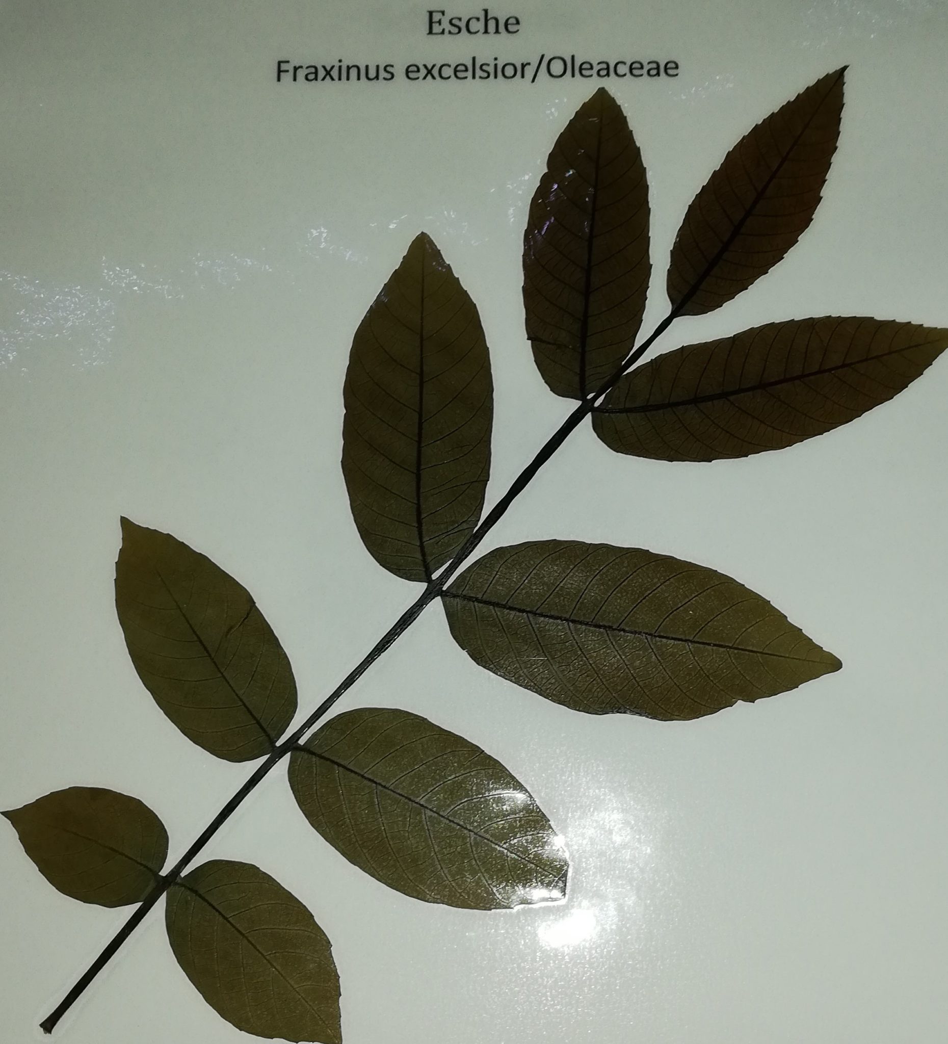 Esche (Blatt) – baumkunde.at