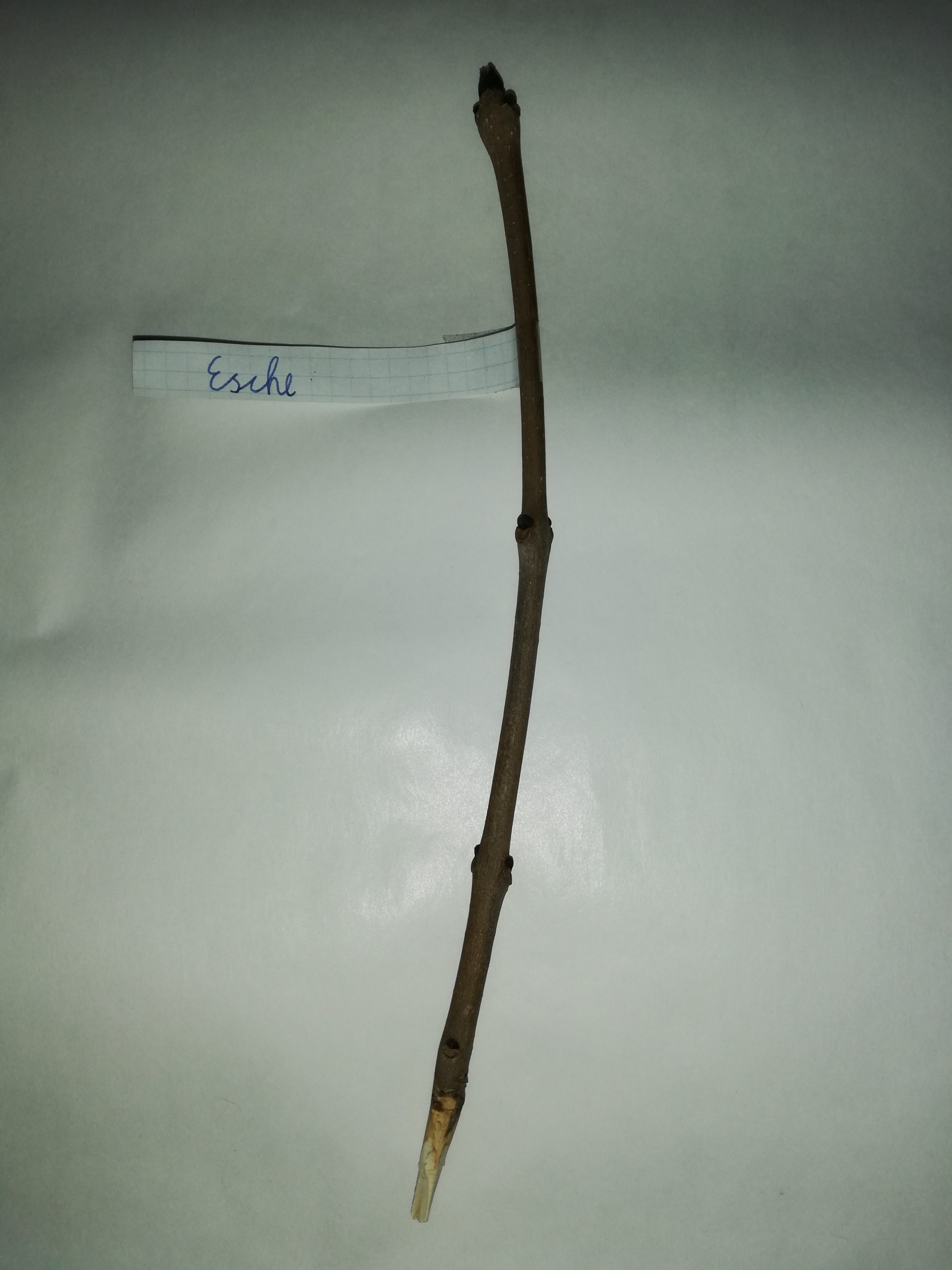 Esche (Knospe) – baumkunde.at