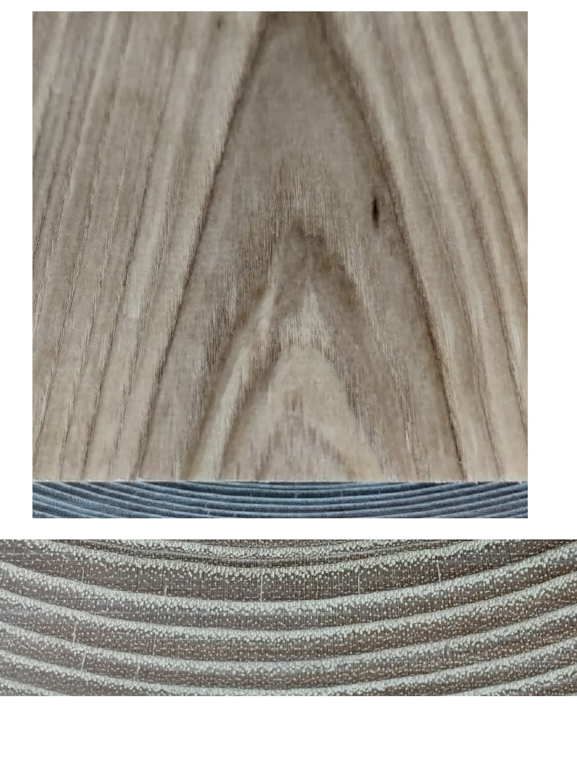 Esche (Fraxinus excelsior) – baumkunde.at