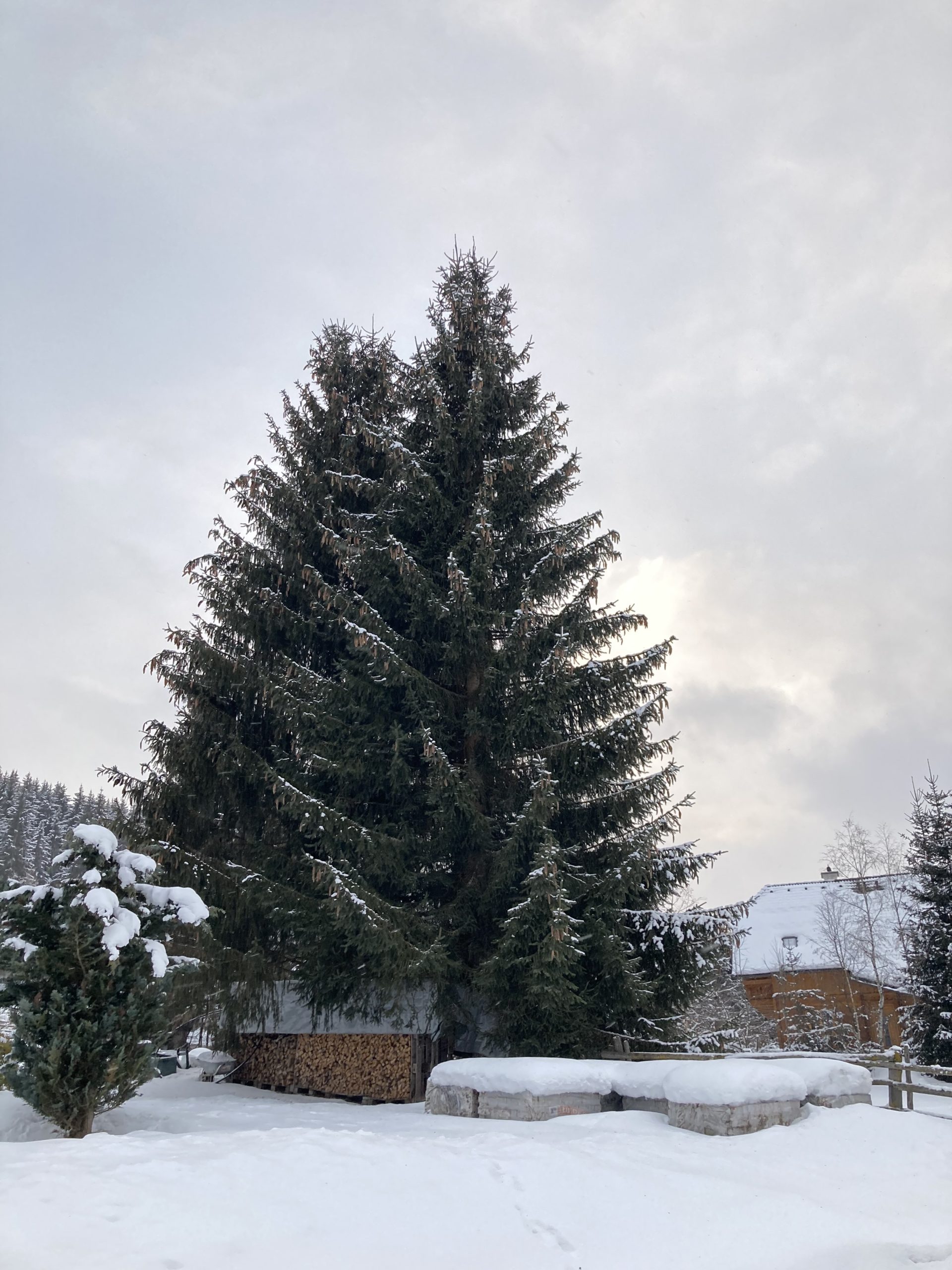 Fichte – baumkunde.at