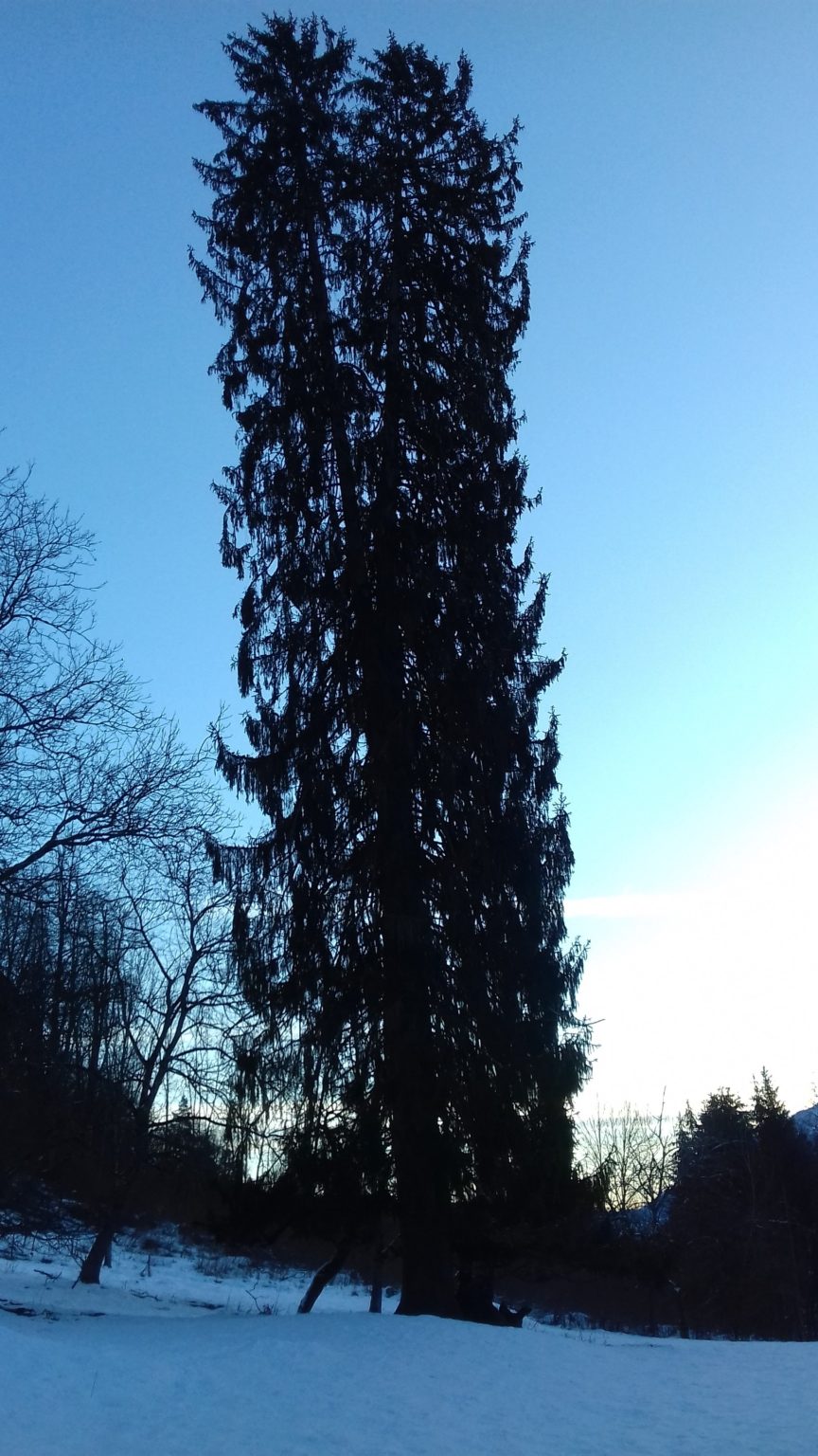 Fichte lat. Picea – baumkunde.at