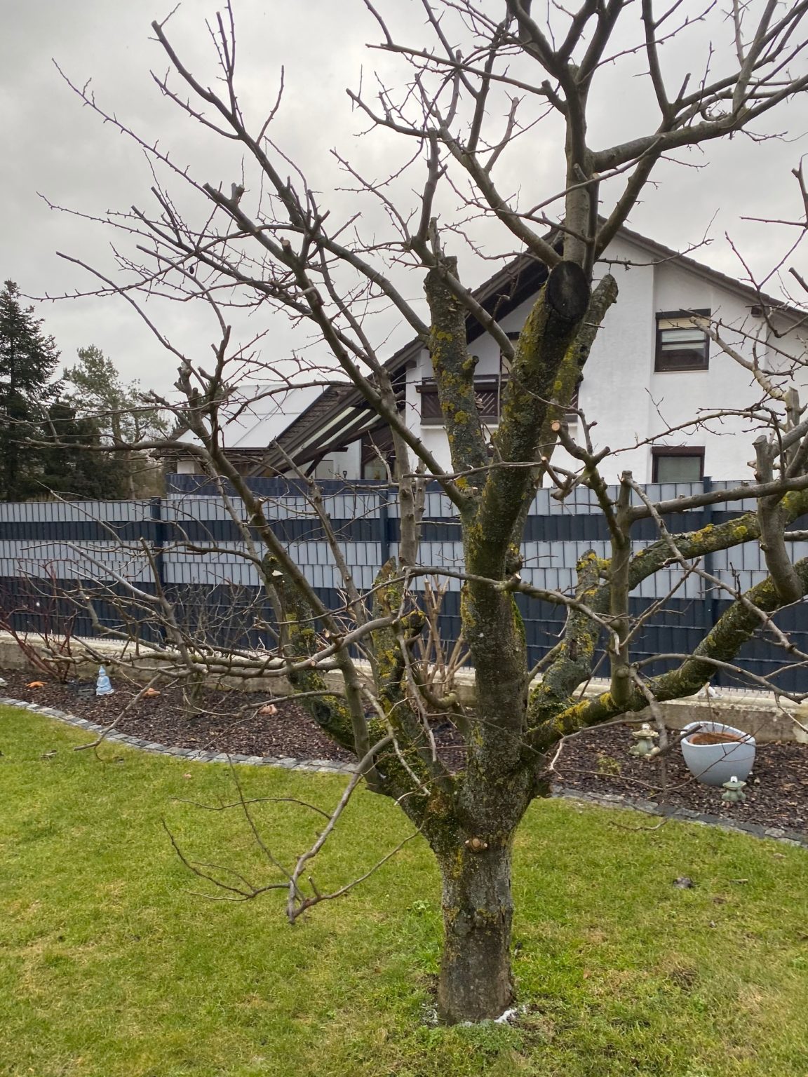 Zwetschgenbaum – baumkunde.at