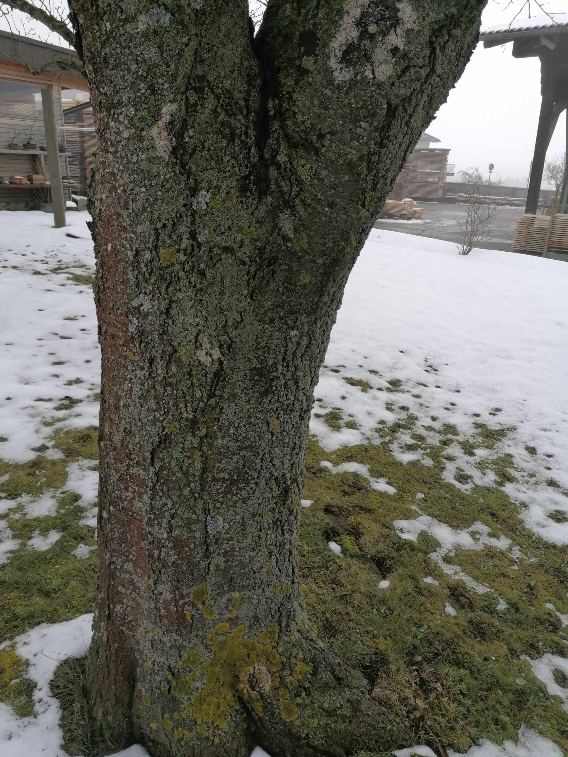 Kirschbaum (Prunus avium) – baumkunde.at