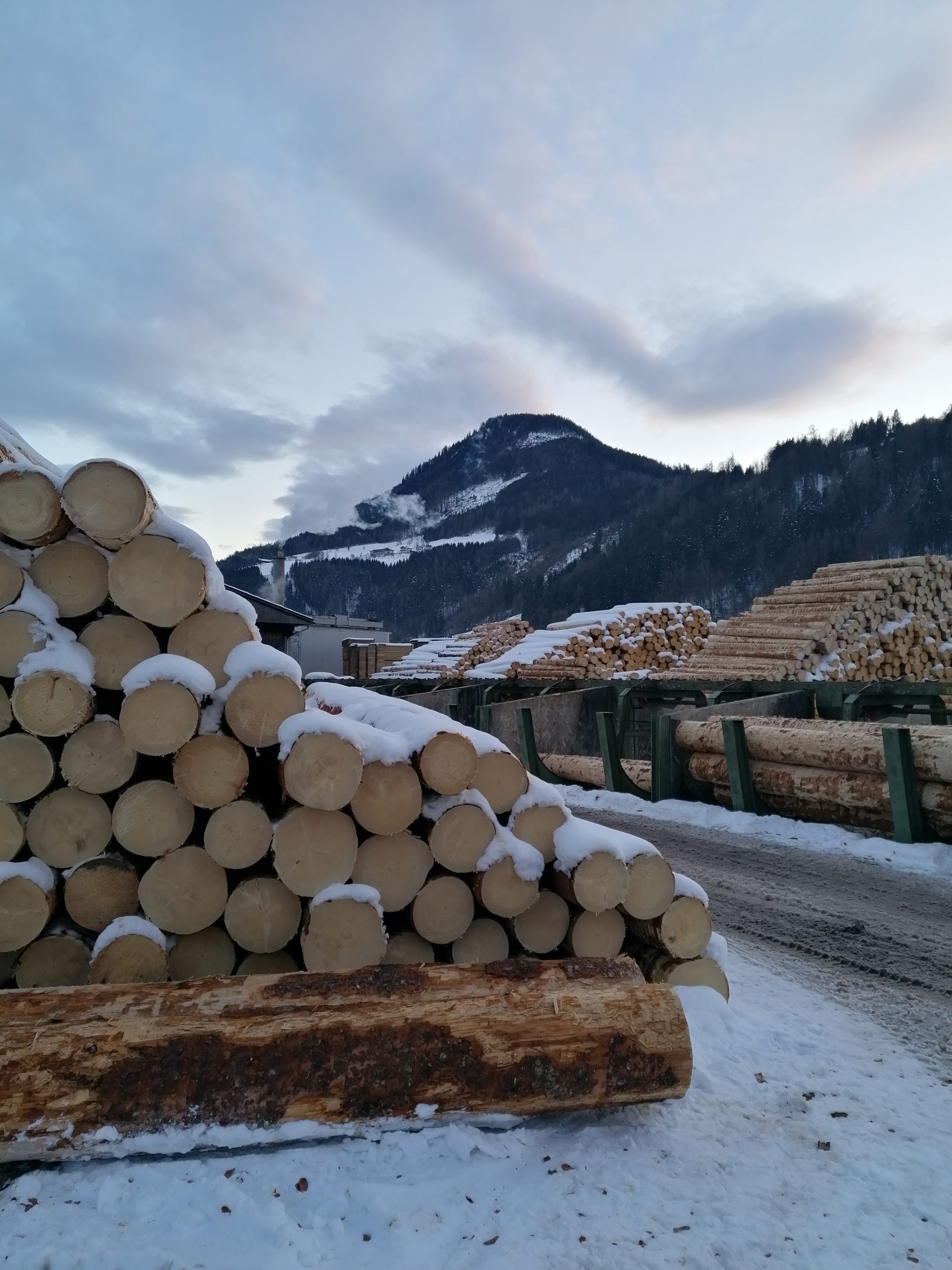 Fichten am Rundholzplatz – baumkunde.at