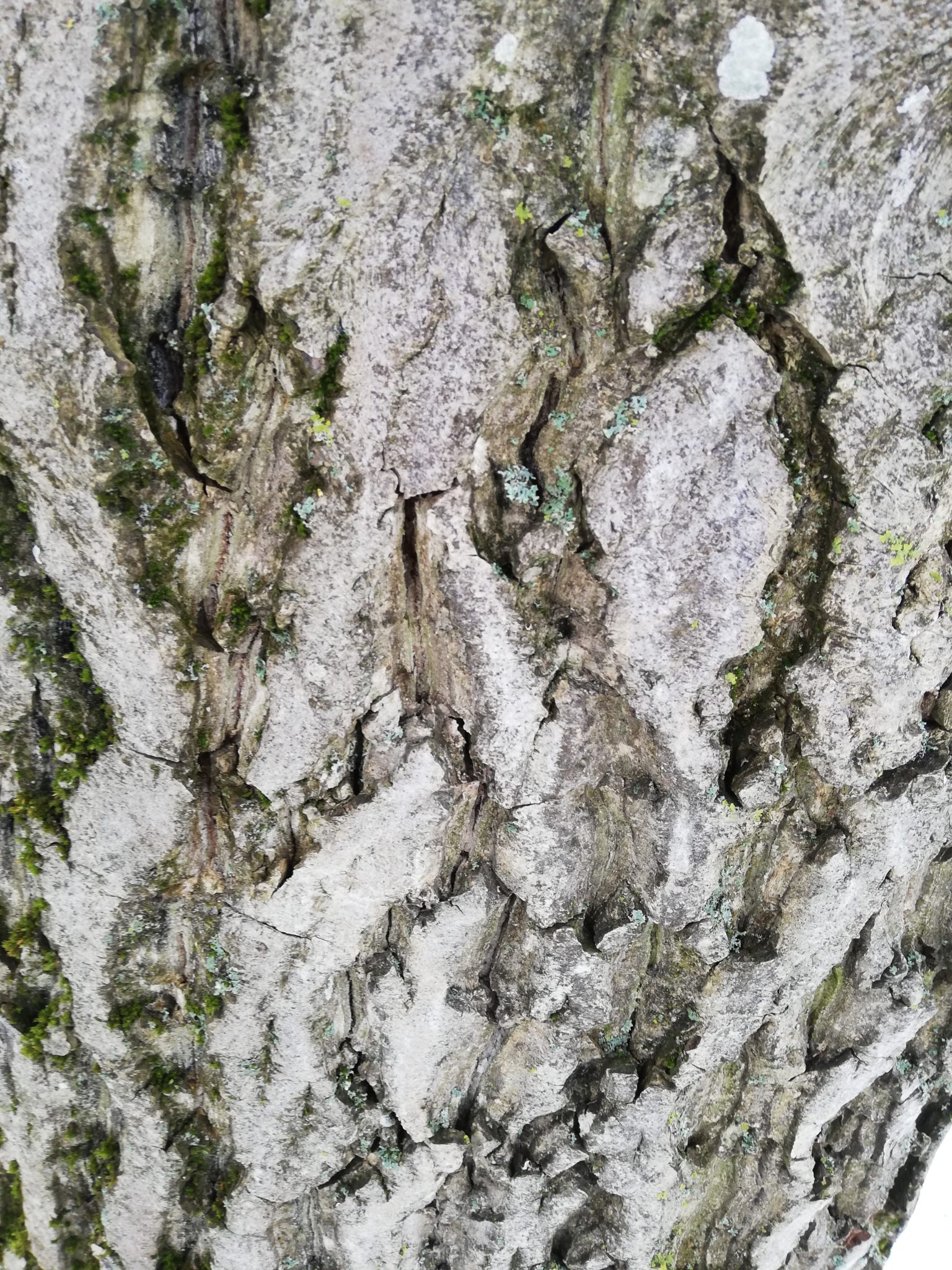 Nussbaum – baumkunde.at