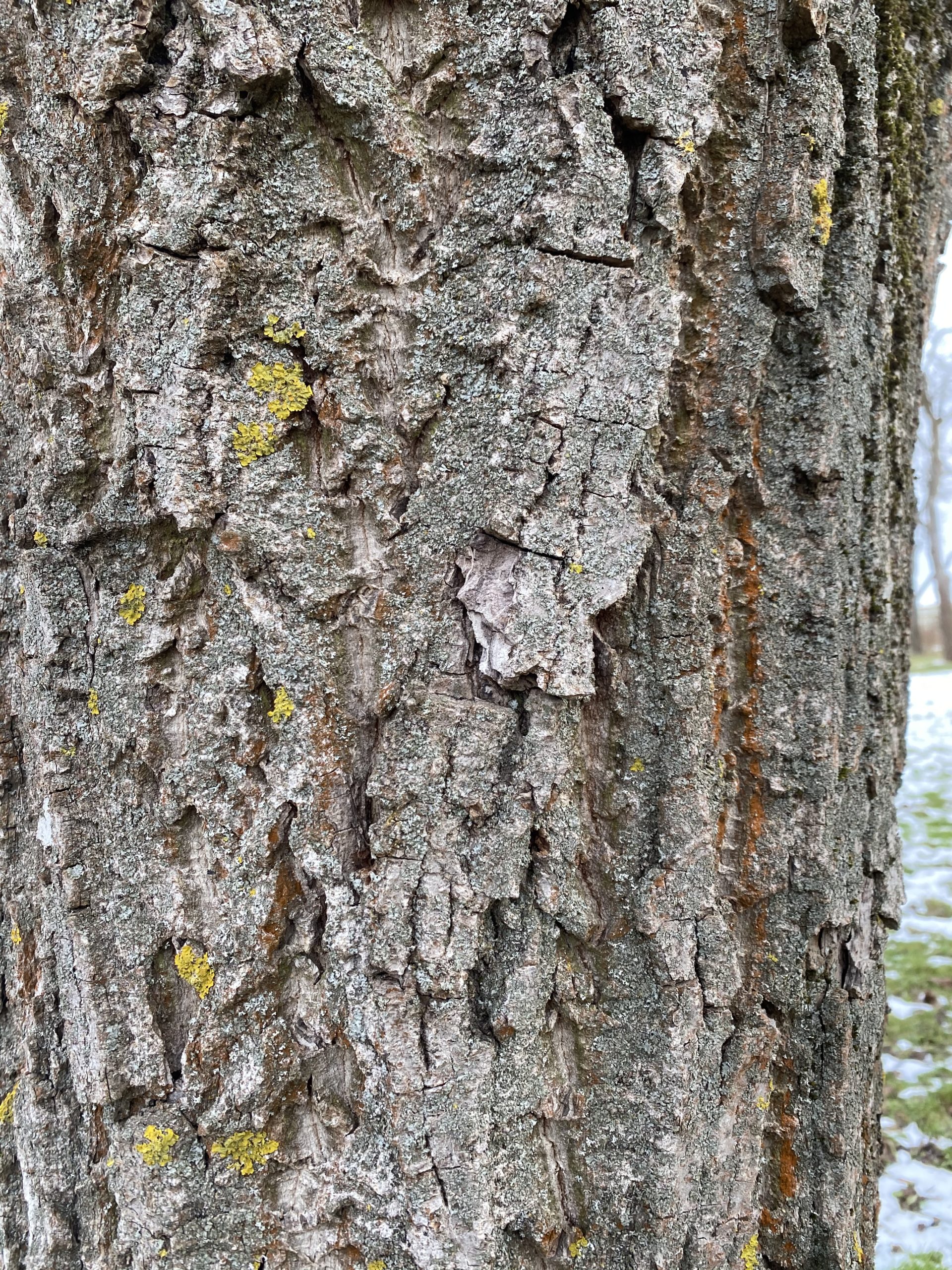 Nussbaum – baumkunde.at