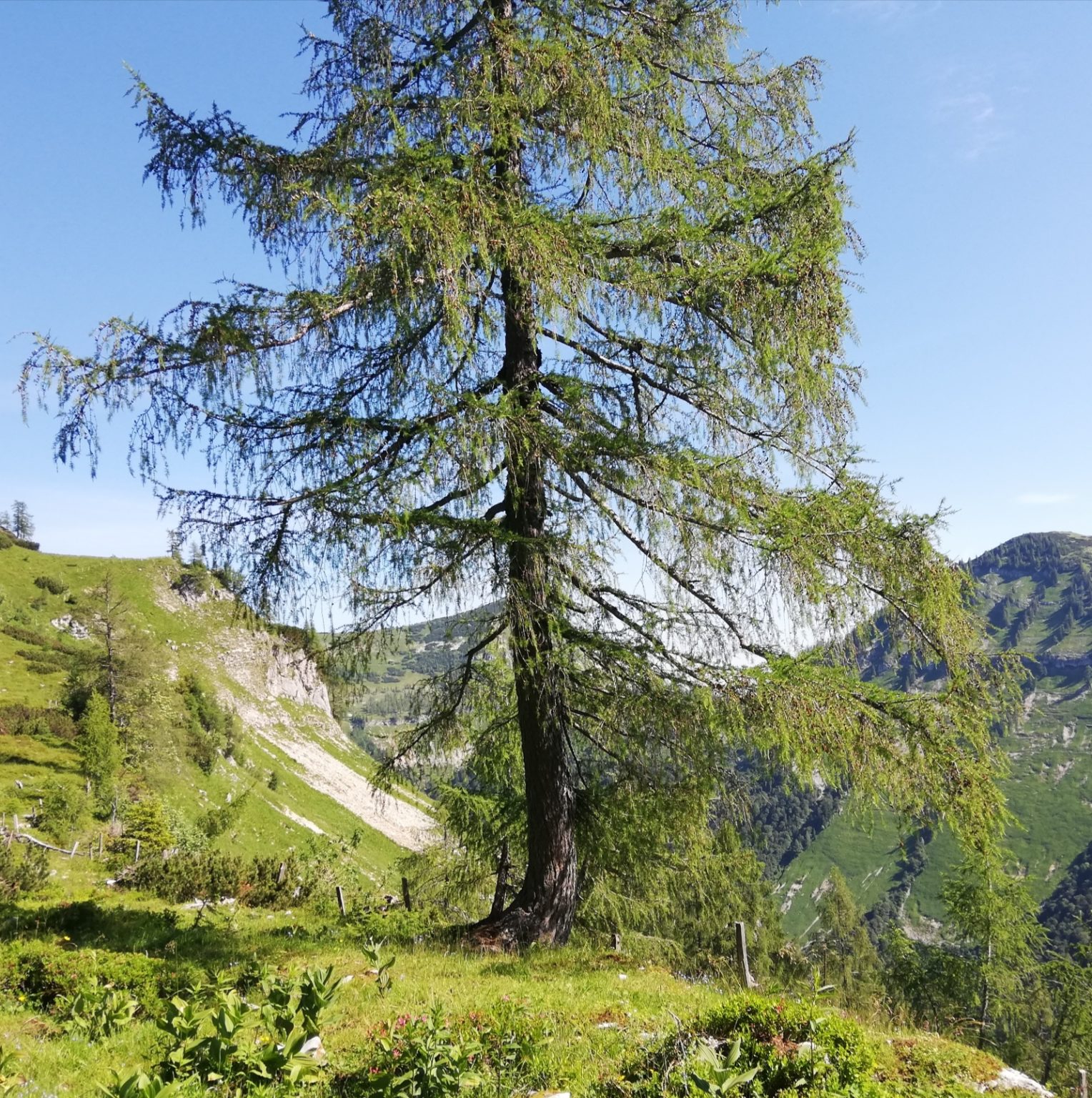 Lärche – baumkunde.at