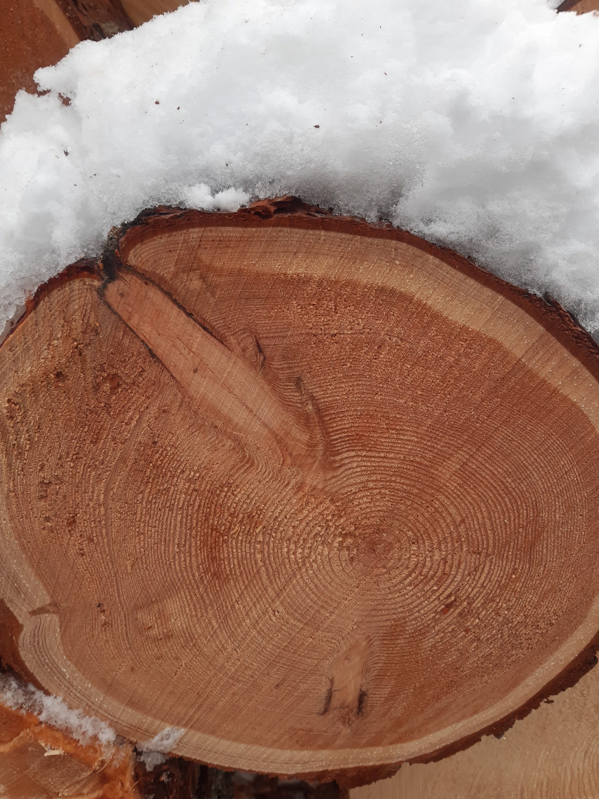 Lärche (Larix decidua) – baumkunde.at