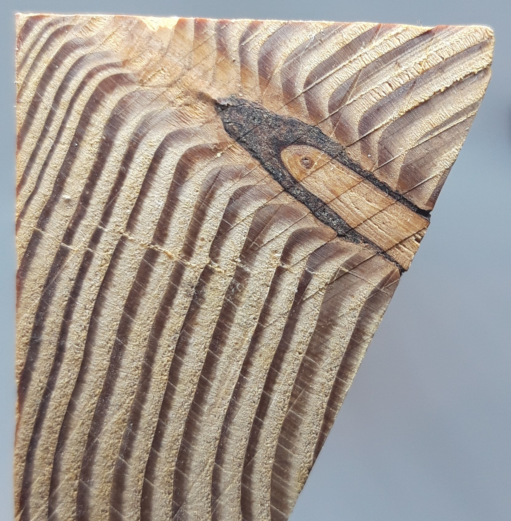 Lärche (Larix decidua) – baumkunde.at