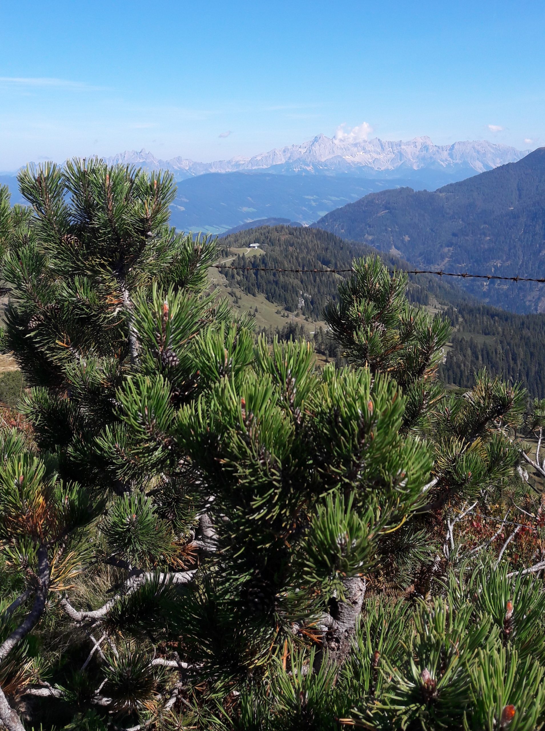 Latsche (Pinus mugo mugo) – baumkunde.at