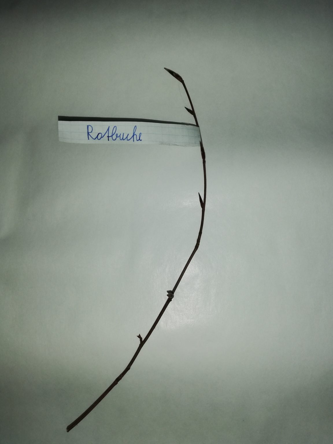 Rotbuche (Knospe) – baumkunde.at