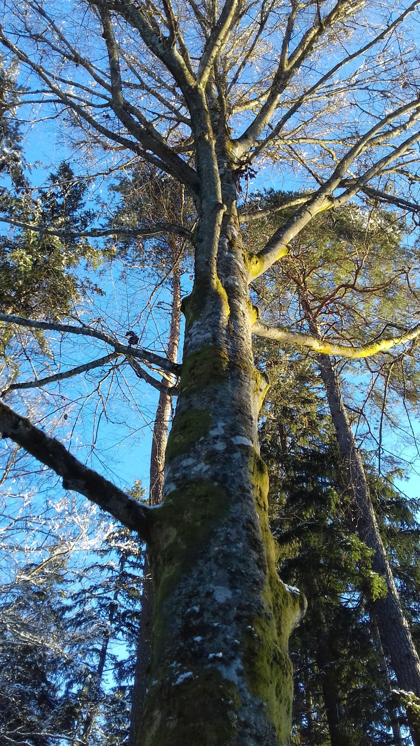 Rotbuche lat. Fagus sylvatica – baumkunde.at