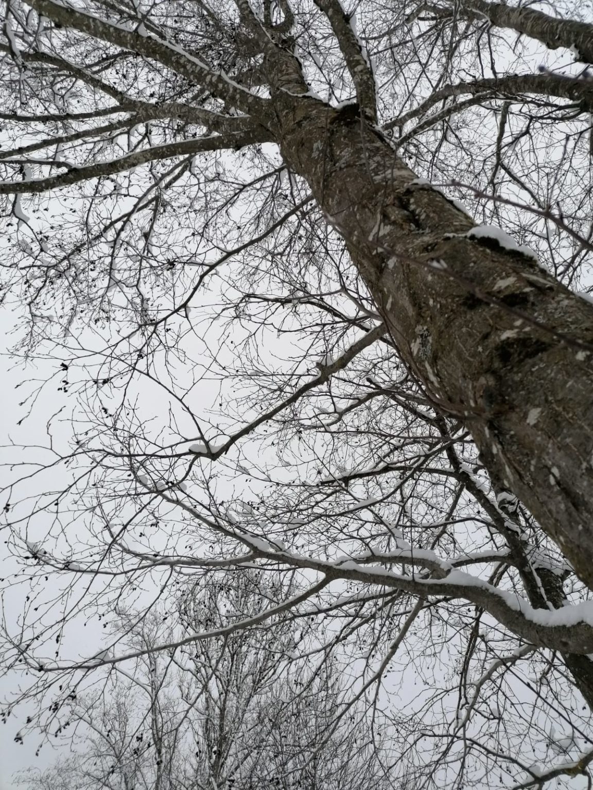 Erle – baumkunde.at