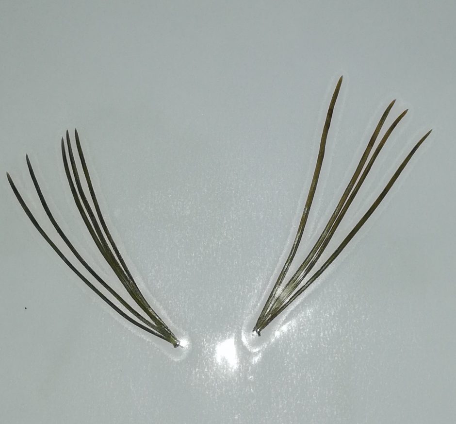 Zirbe (Nadeln) – baumkunde.at