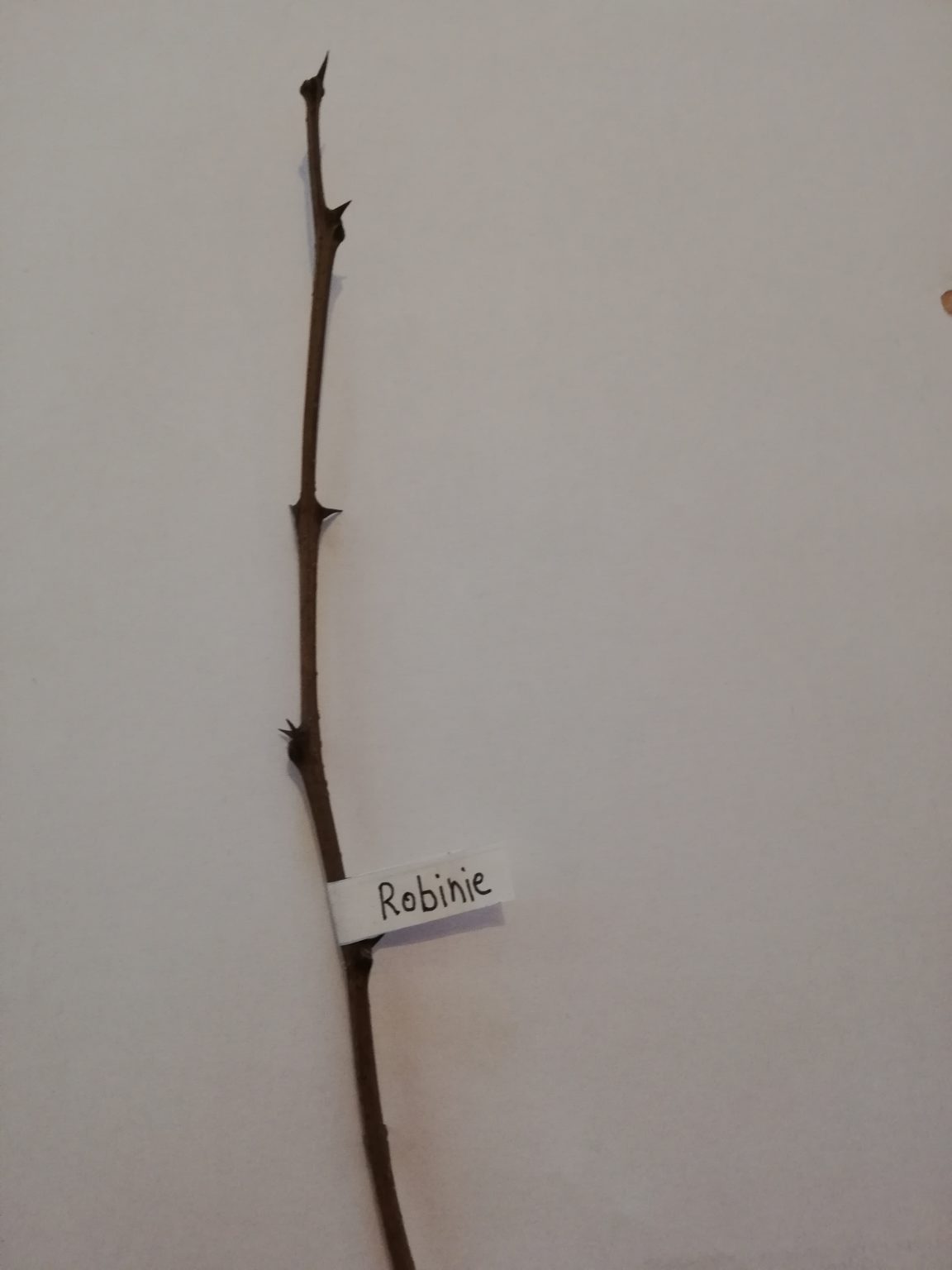 Robinie Knospe – baumkunde.at