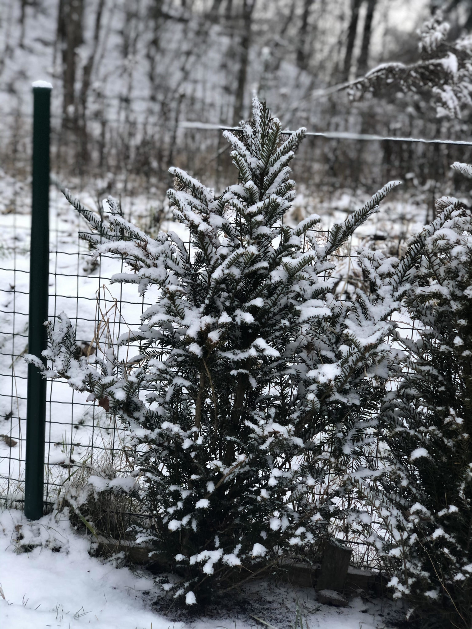 Junge Eibe (Taxus baccata) – baumkunde.at