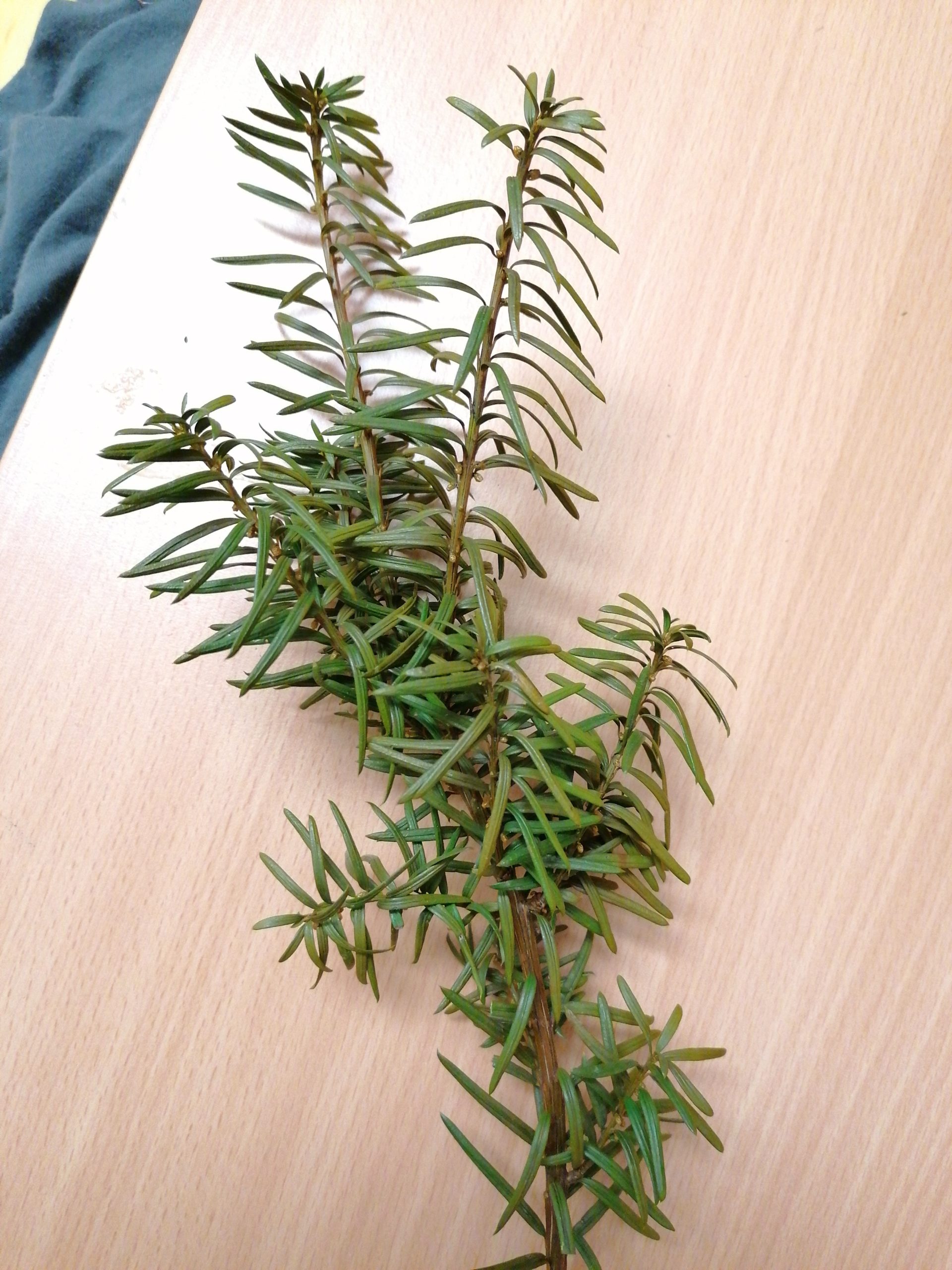 Eibe – baumkunde.at