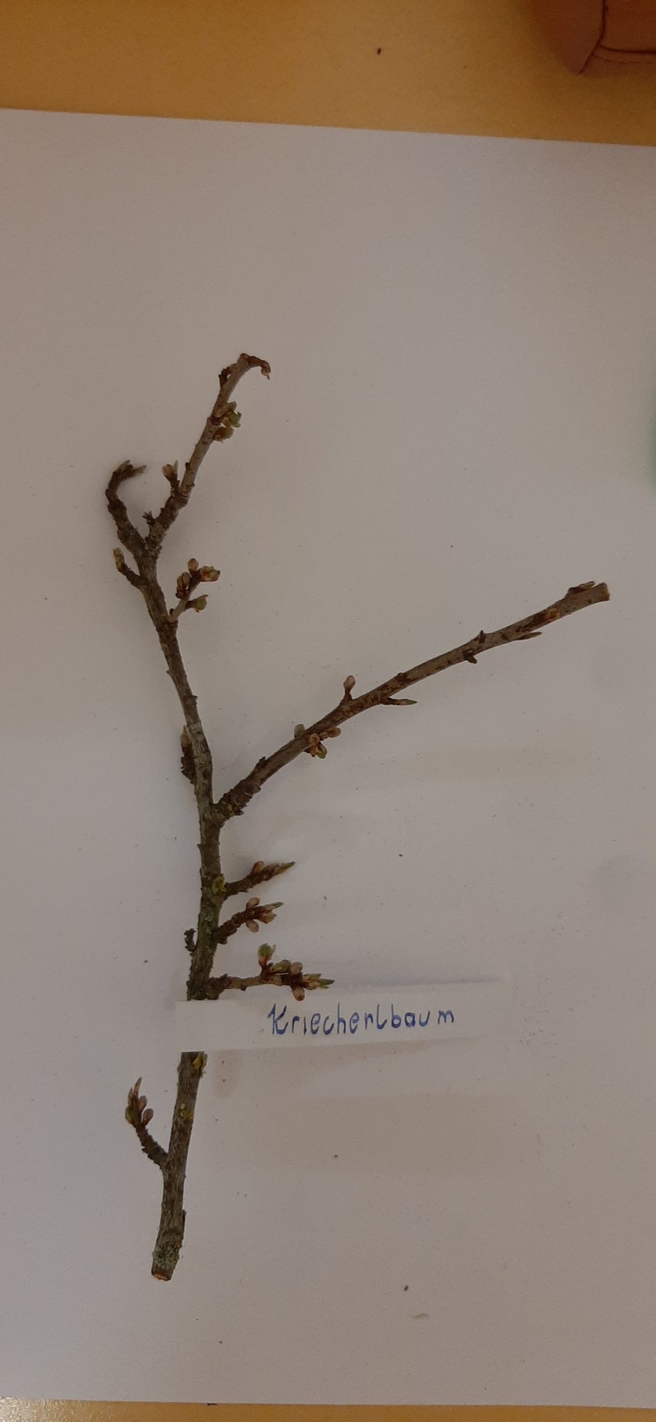Kriecherlbaum – baumkunde.at