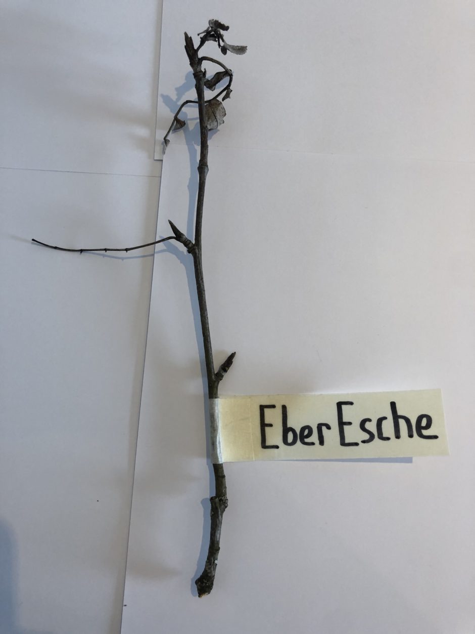 Eber Esche Knospen – baumkunde.at