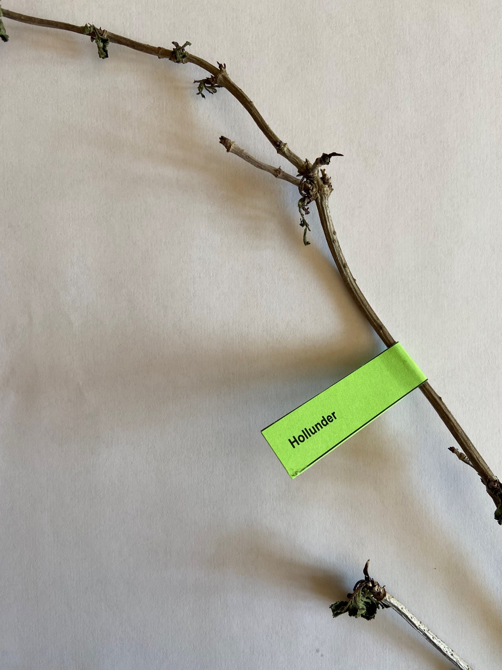 Hollunder – baumkunde.at