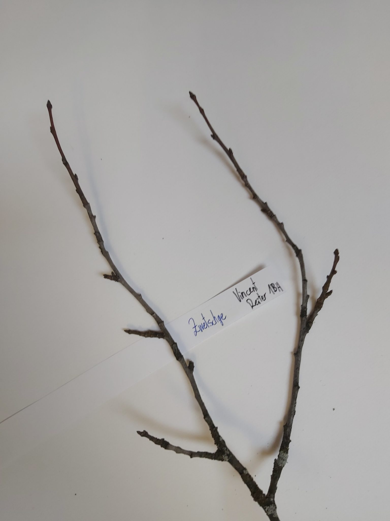 Zwetschke – baumkunde.at