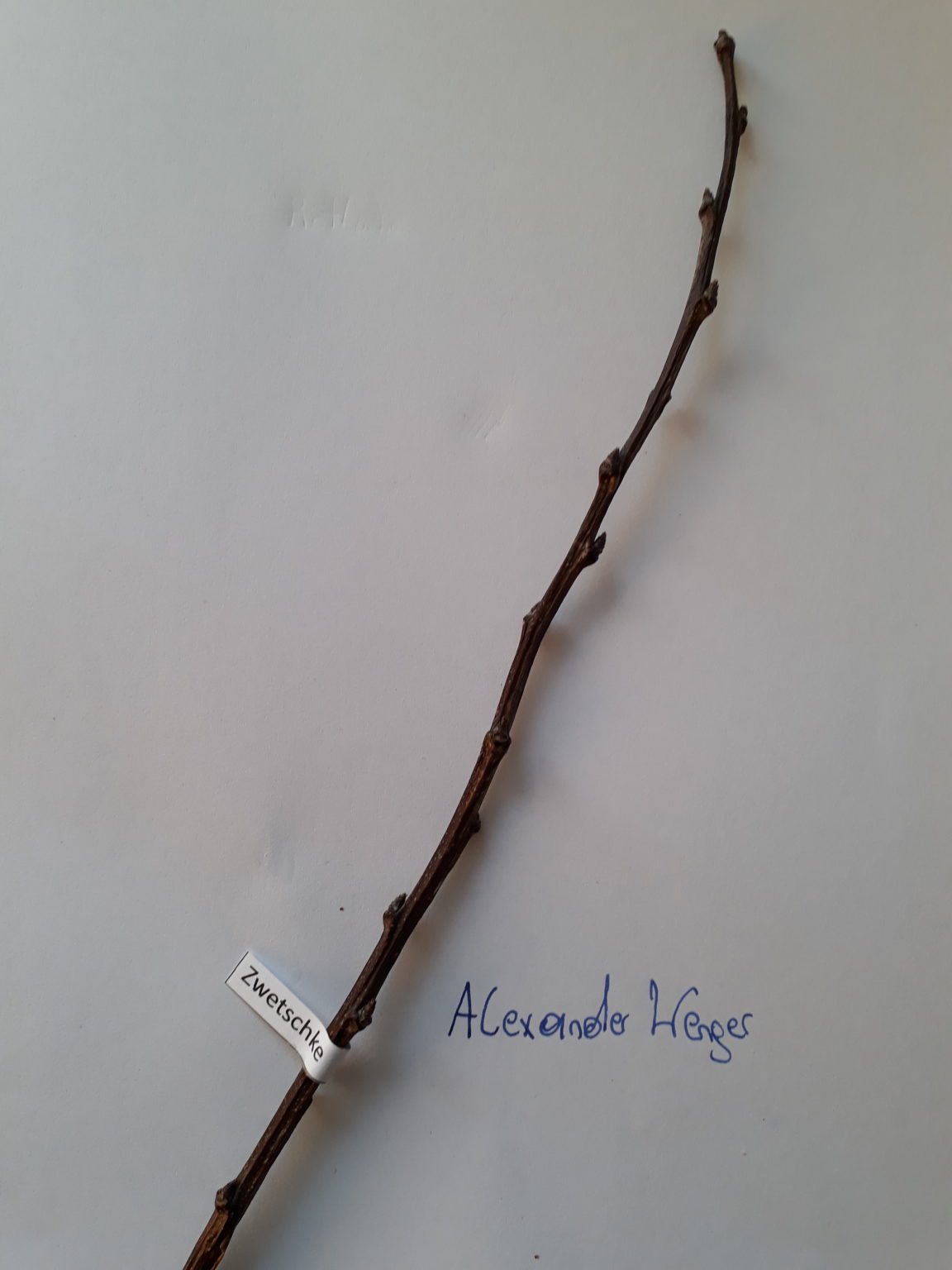 Zwetschke – baumkunde.at