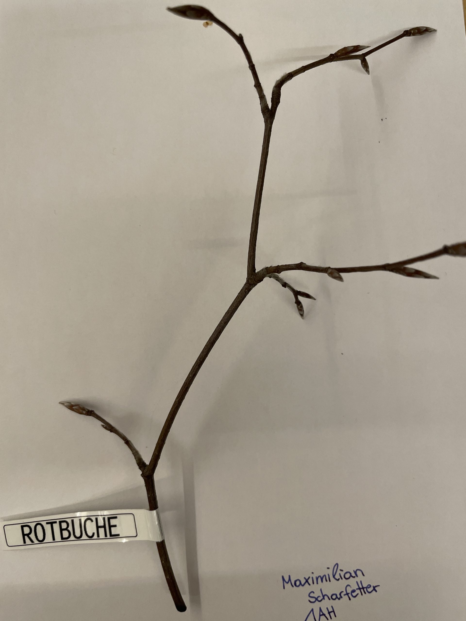 Rotbuche – baumkunde.at