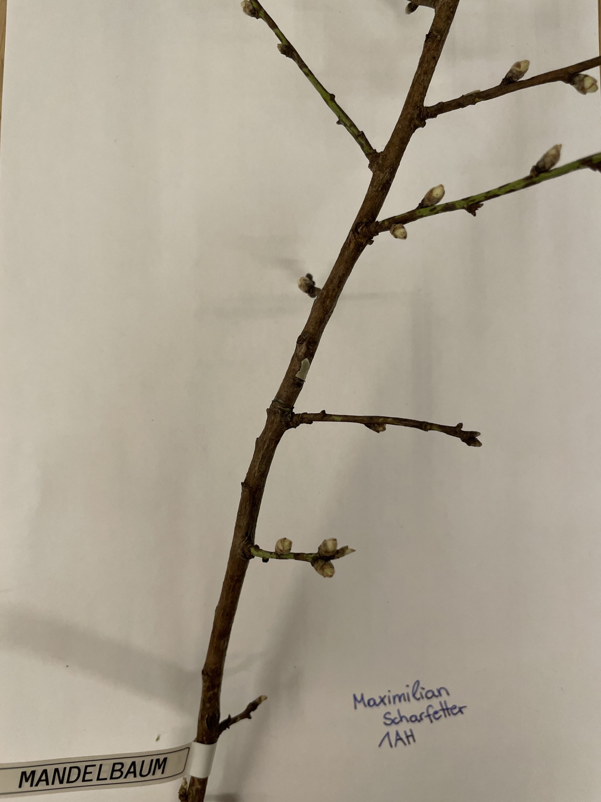 Mandelbaum – baumkunde.at