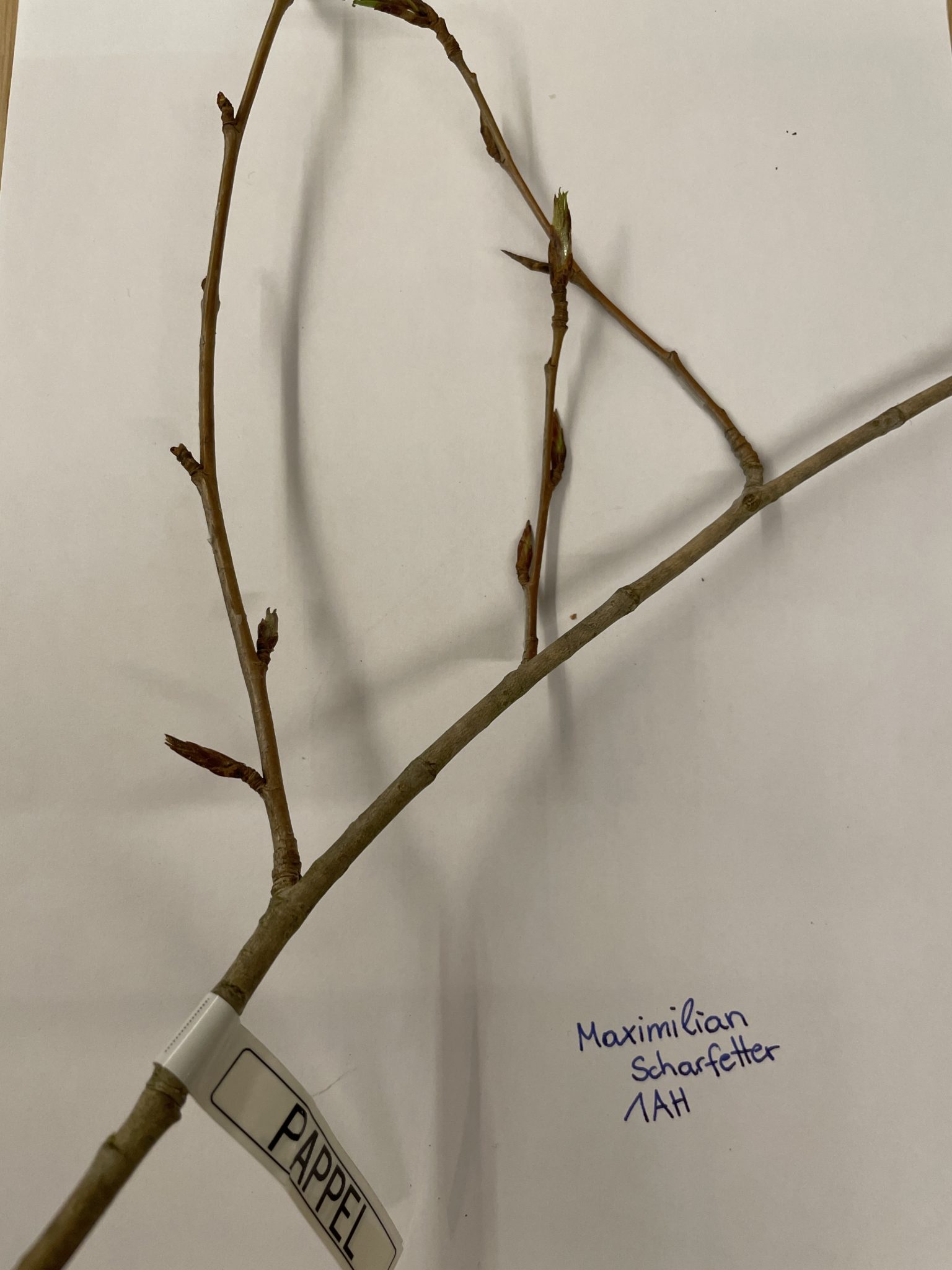 Pappel – baumkunde.at