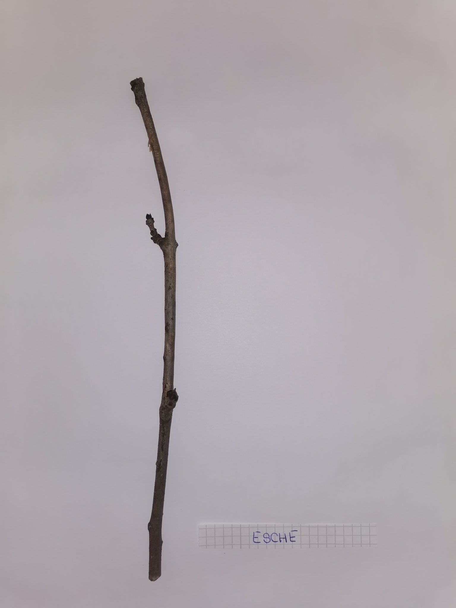 Esche Knospe – baumkunde.at