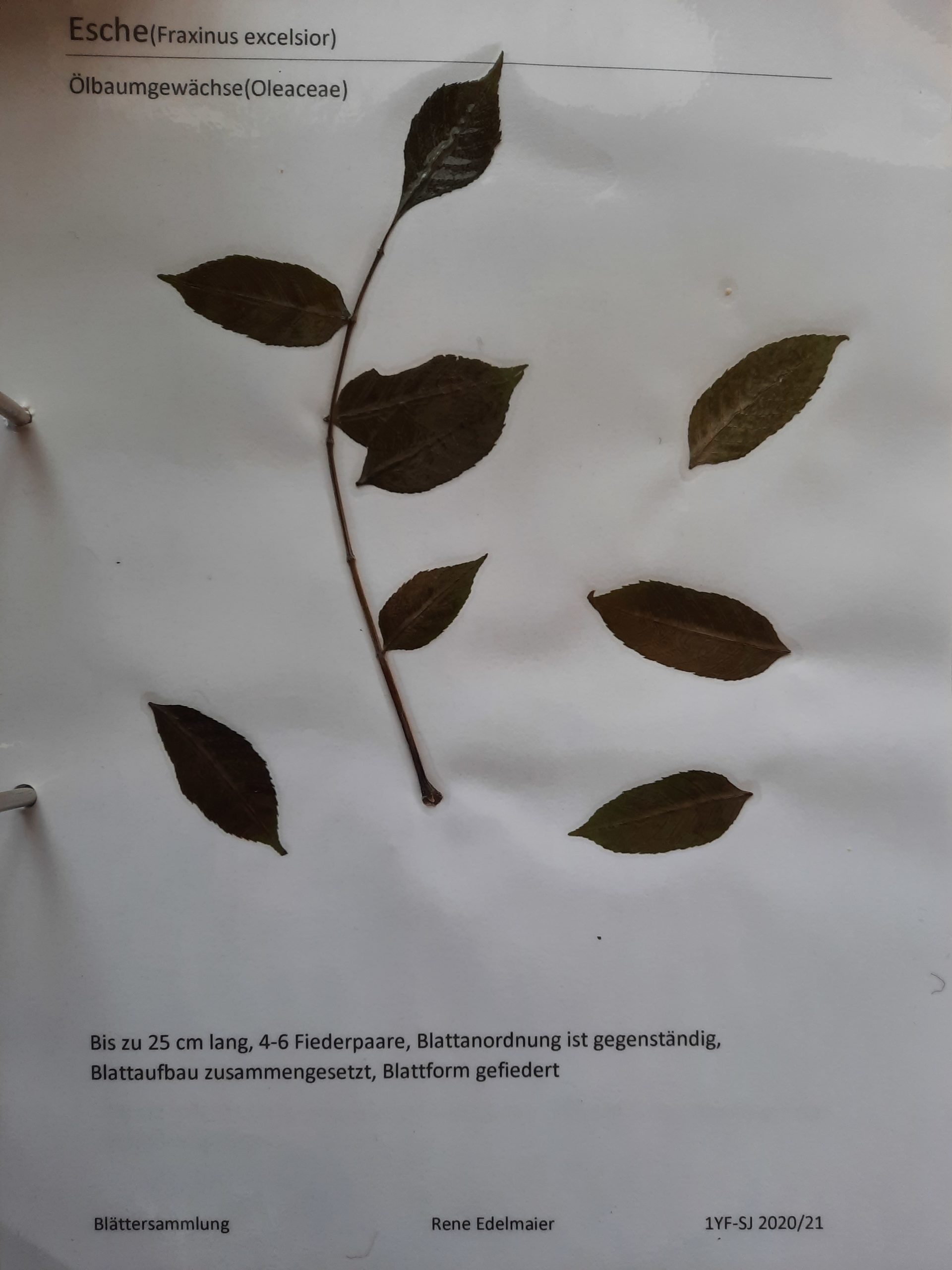 Esche – baumkunde.at