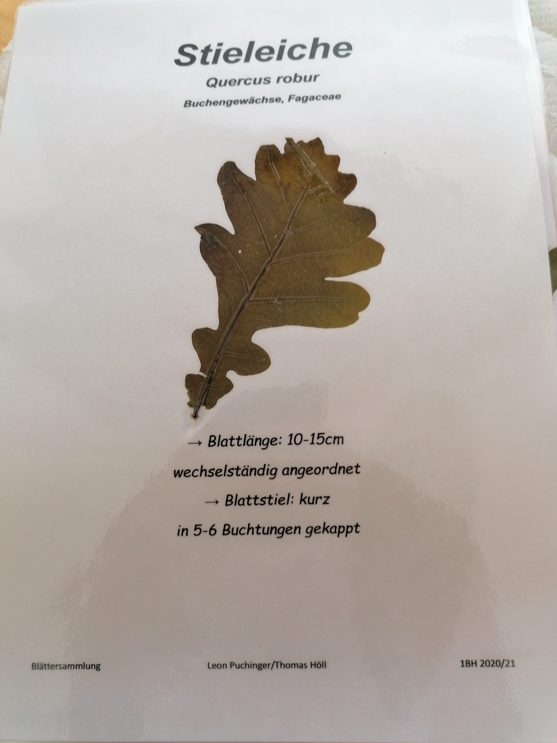 Stieleiche – baumkunde.at